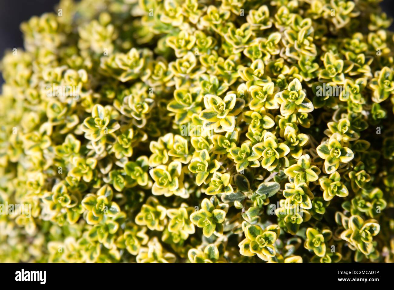 Thyme lemon herb hi-res stock photography and images - Alamy