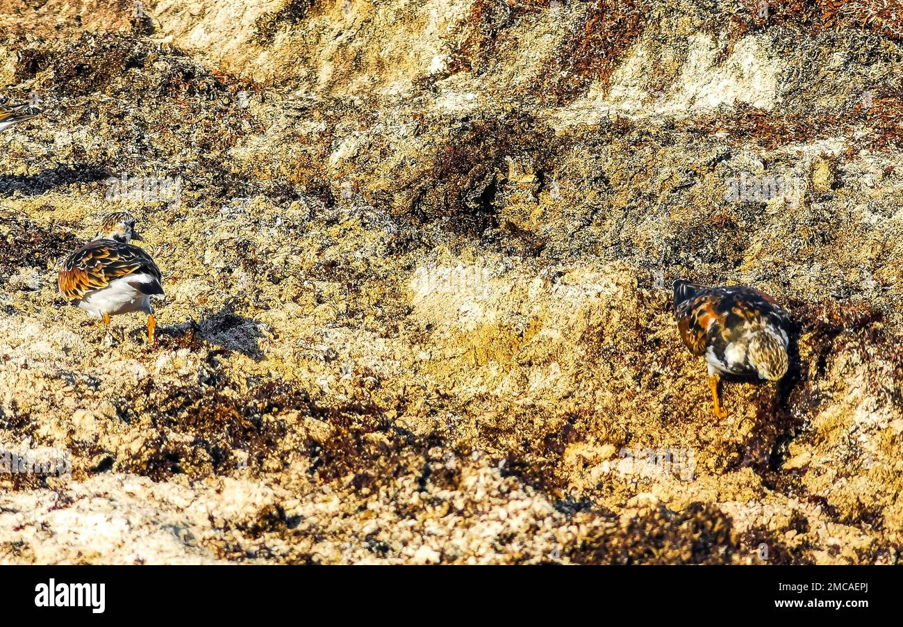 Sandpiper snipe sandpipers male female bird birds eating disgusting ...