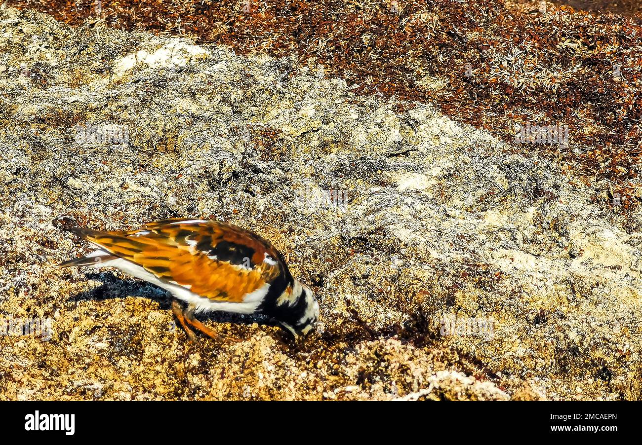 Sandpiper snipe sandpipers male female bird birds eating disgusting ...