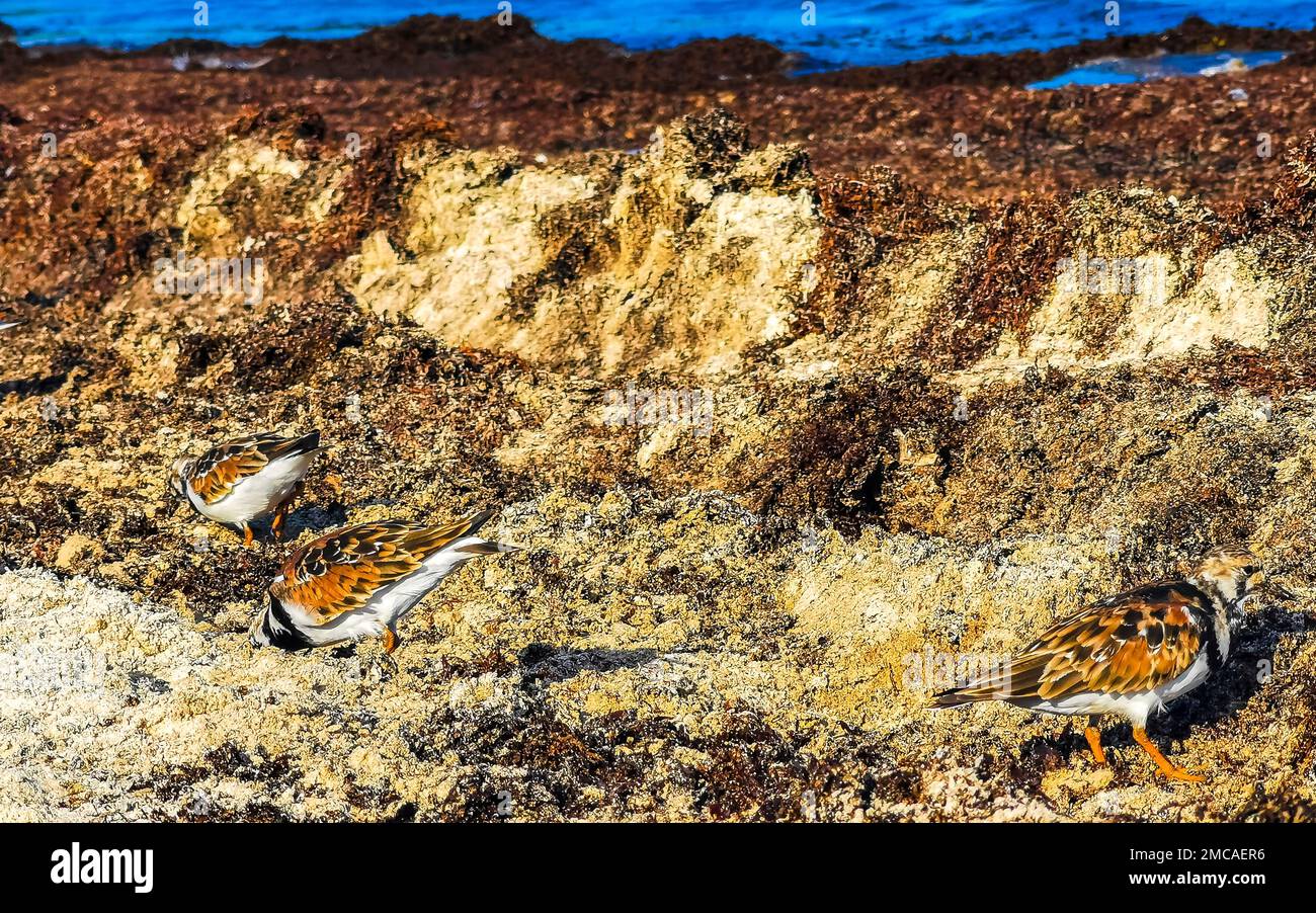 Sandpiper snipe sandpipers male female bird birds eating disgusting ...