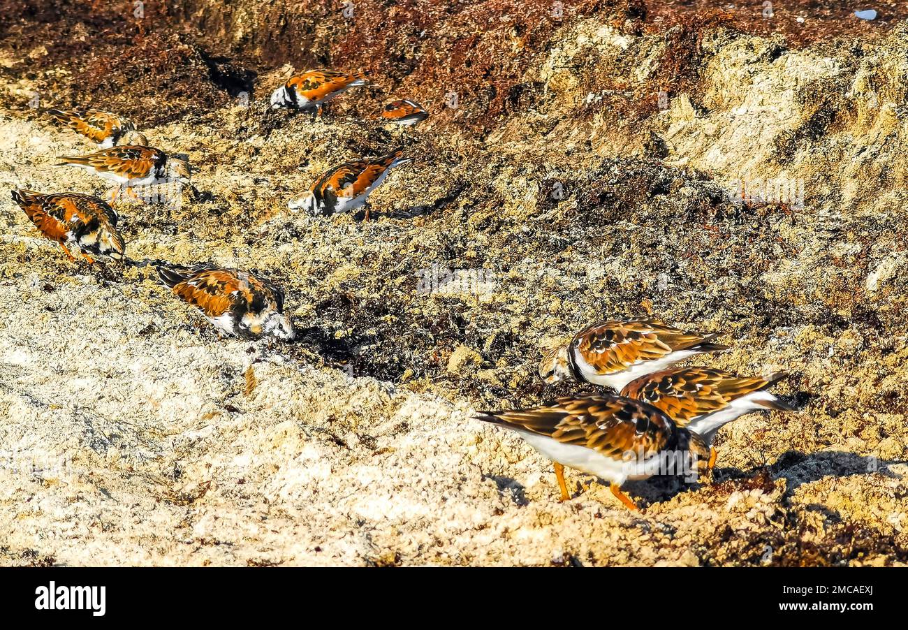 Sandpiper snipe sandpipers male female bird birds eating disgusting ...