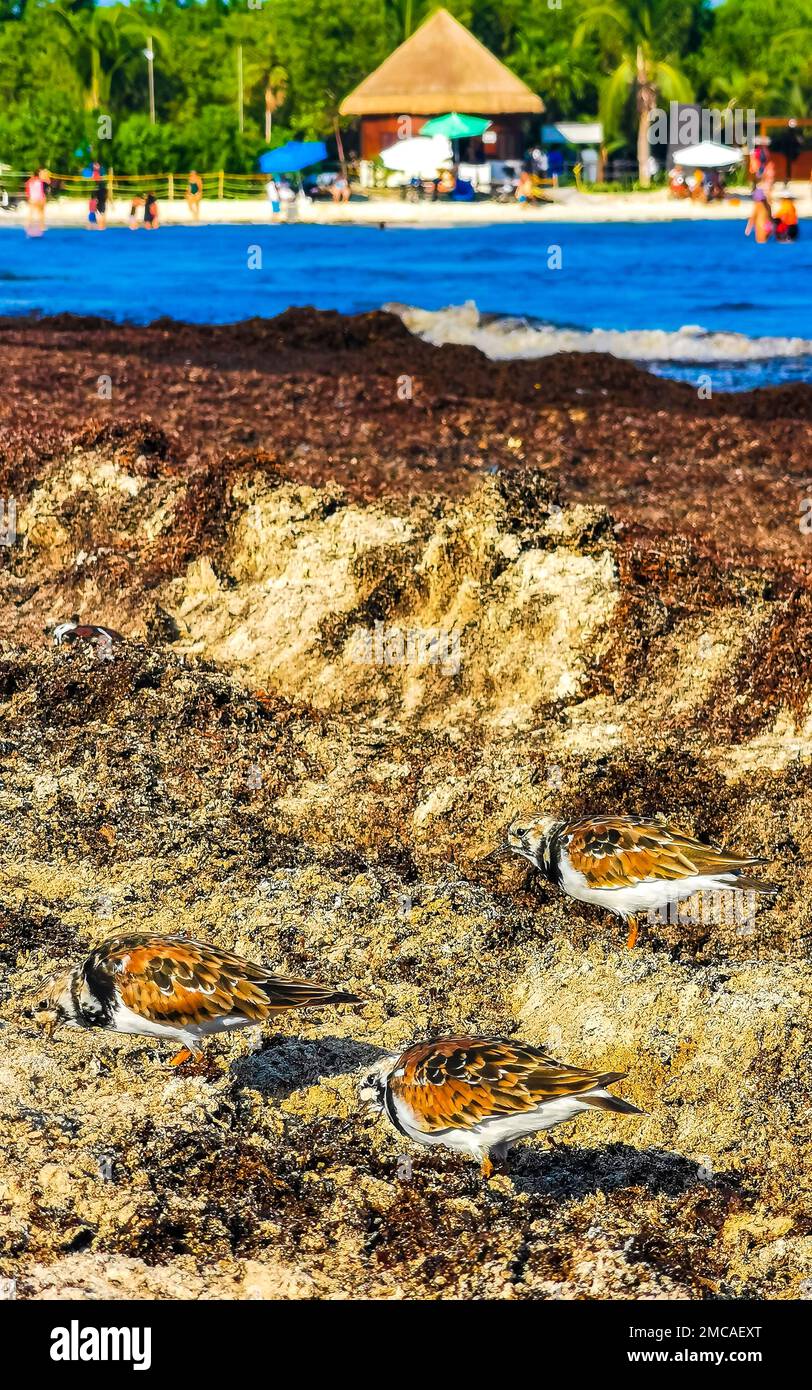 Sandpiper snipe sandpipers male female bird birds eating disgusting ...