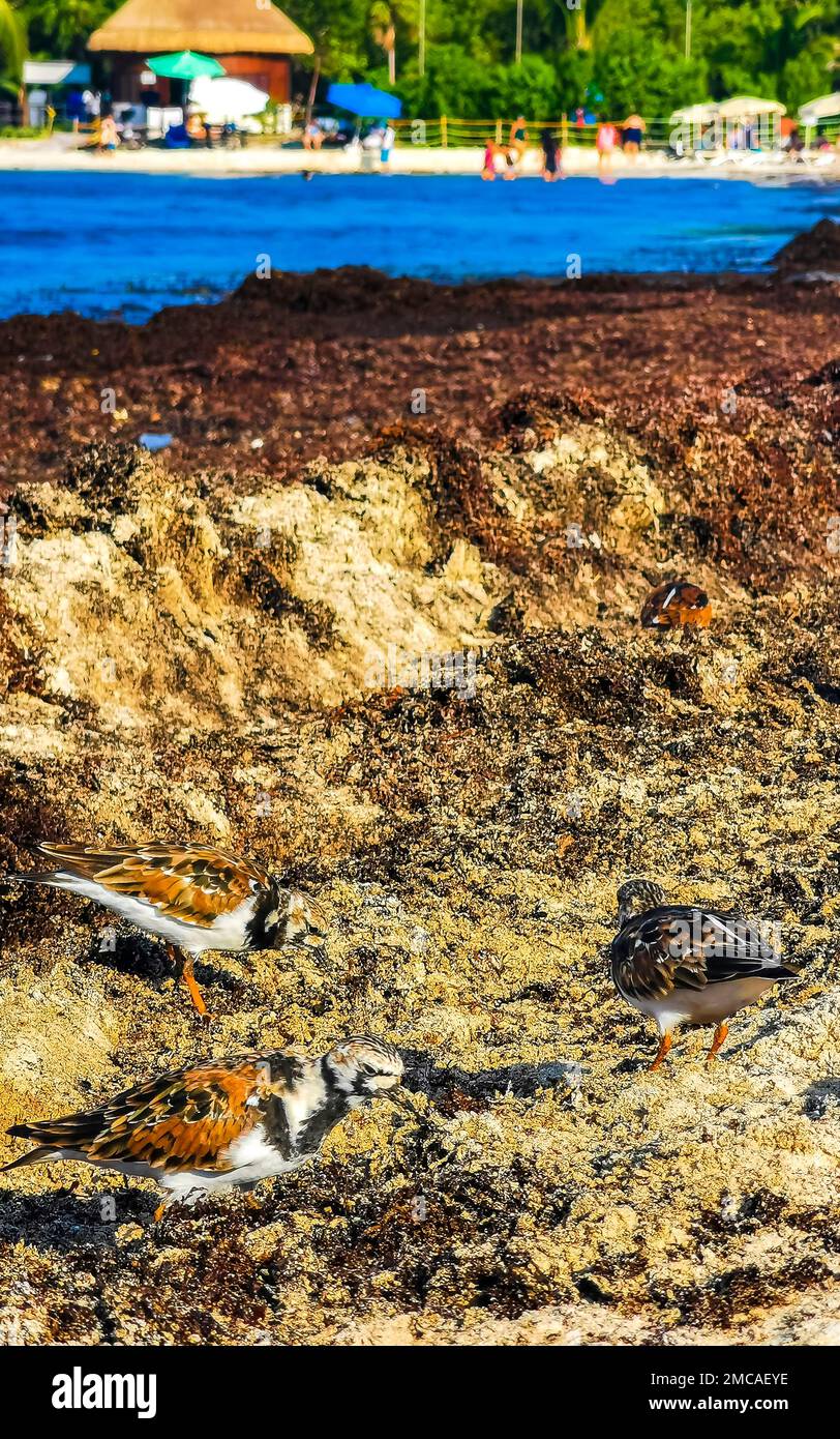 Sandpiper snipe sandpipers male female bird birds eating disgusting ...