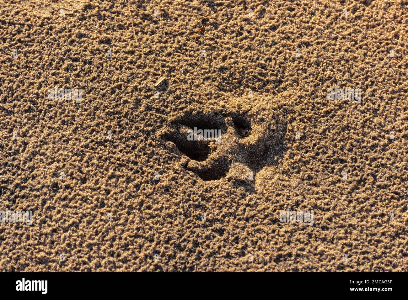 Dog paw track in wet sand on a beach Stock Photo - Alamy