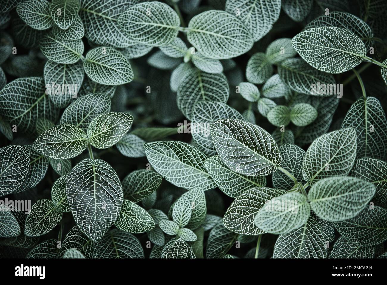 Mosaic Plant Leaves Stock Photo - Alamy