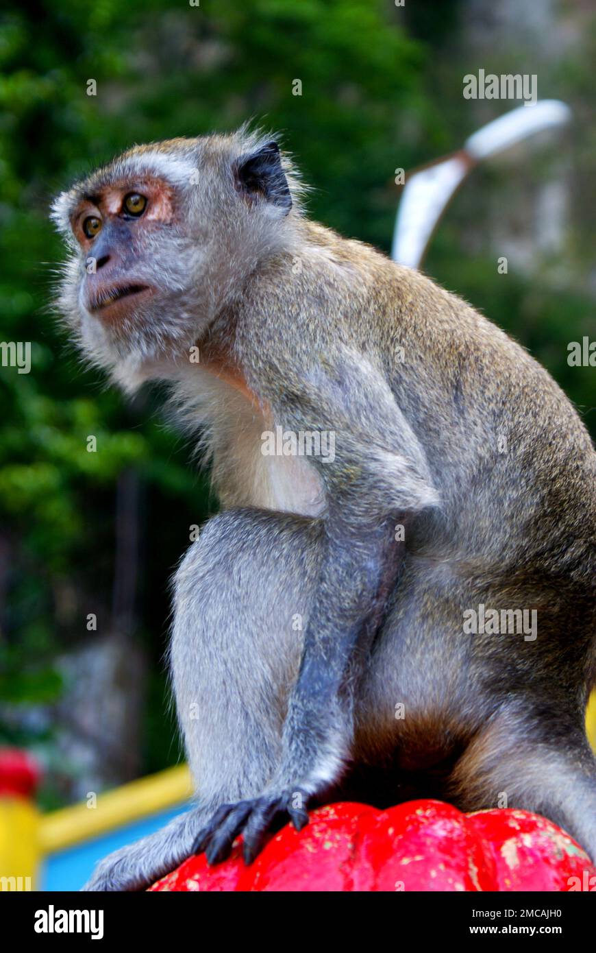 Macaque monkeys in front of famous Batu Caves in Kualalumpur, sitting ...