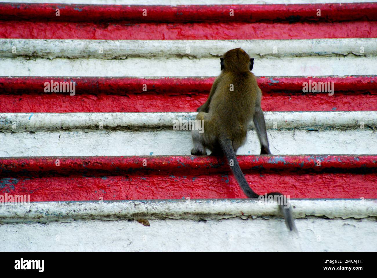 Macaque monkeys in front of famous Batu Caves in Kualalumpur, sitting ...
