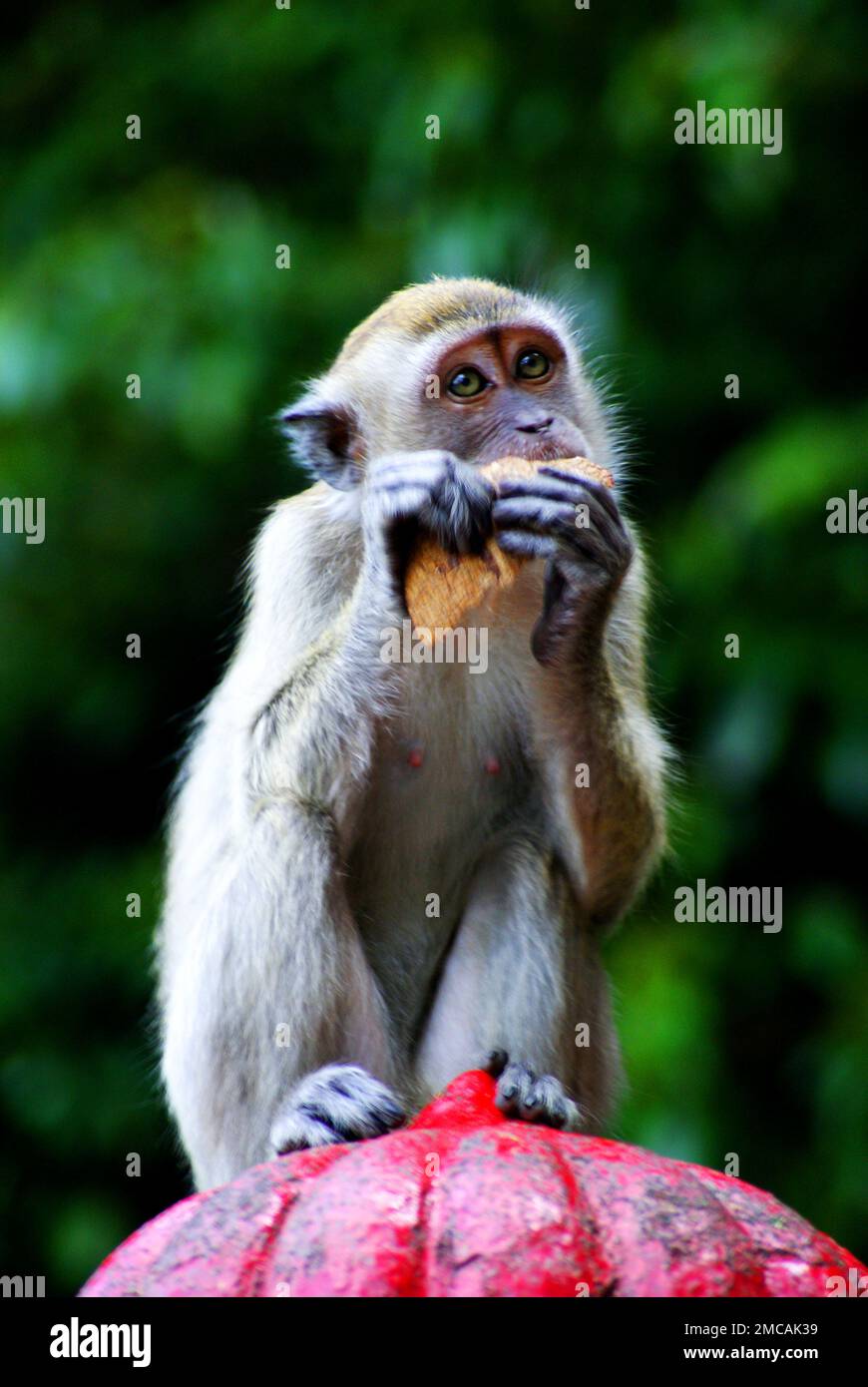 Macaque monkeys in front of famous Batu Caves in Kualalumpur, sitting ...