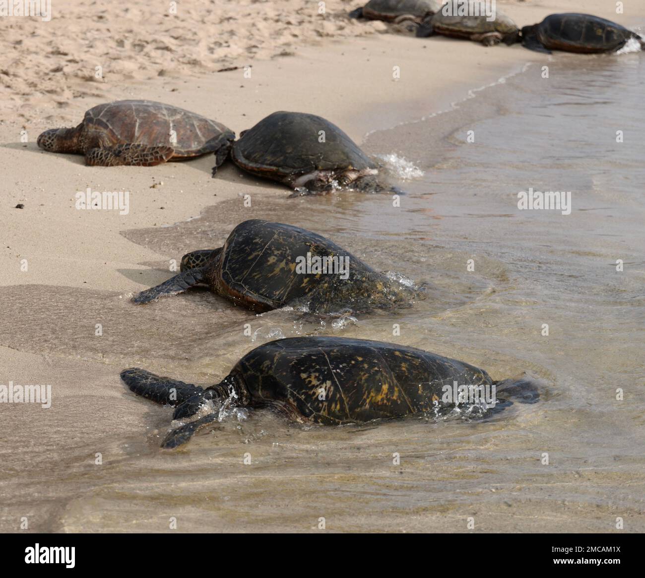 Group of Green Turtles in the beach in Kauai Stock Photo - Alamy
