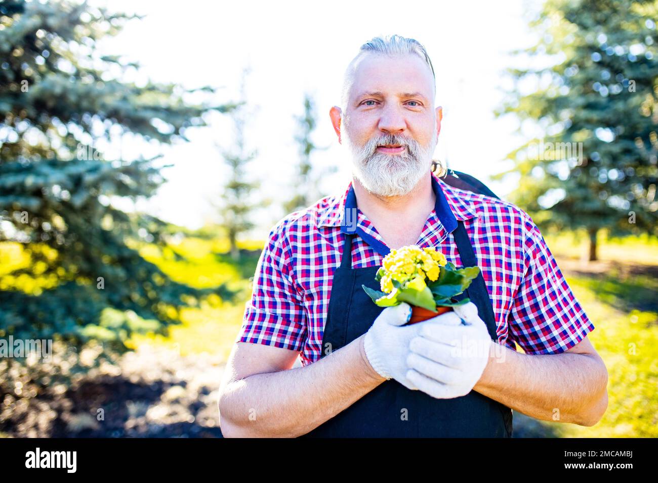 Senior man planting a plants in garden outdoors spring season ready ...