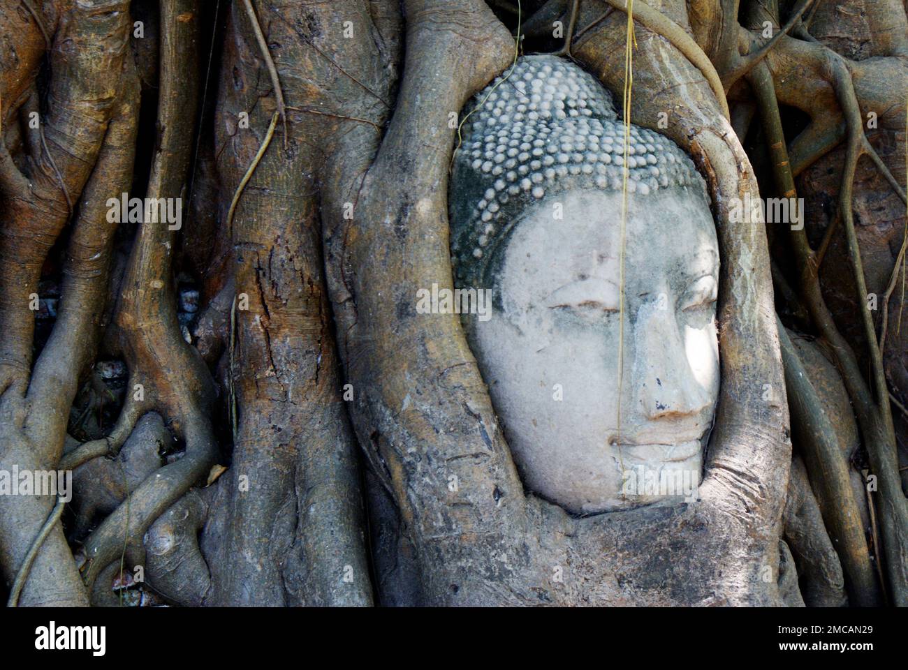 Buddha head in three roots in the Wat Mahathat temple in Ayutthaya ...