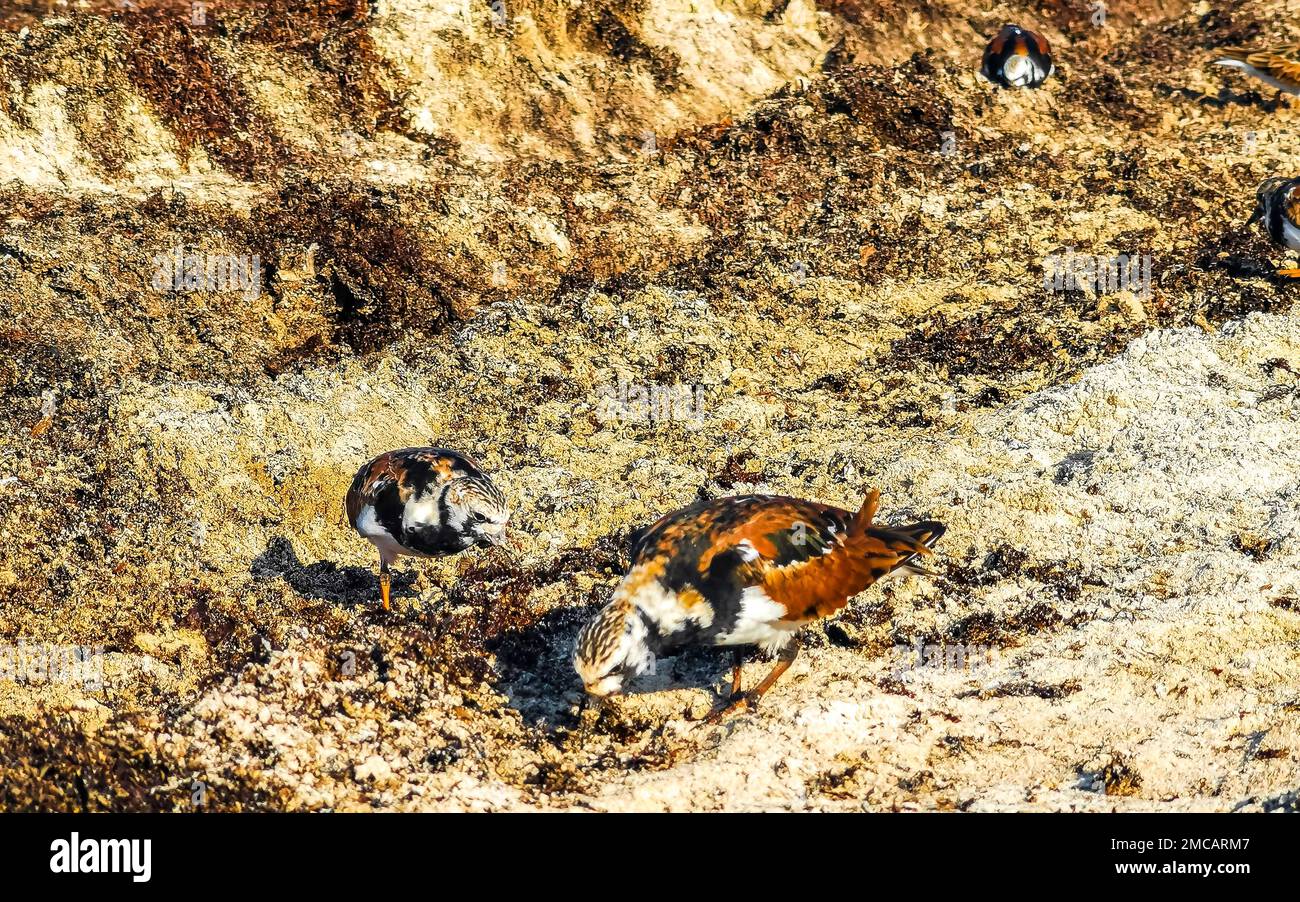 Sandpiper snipe sandpipers male female bird birds eating disgusting ...