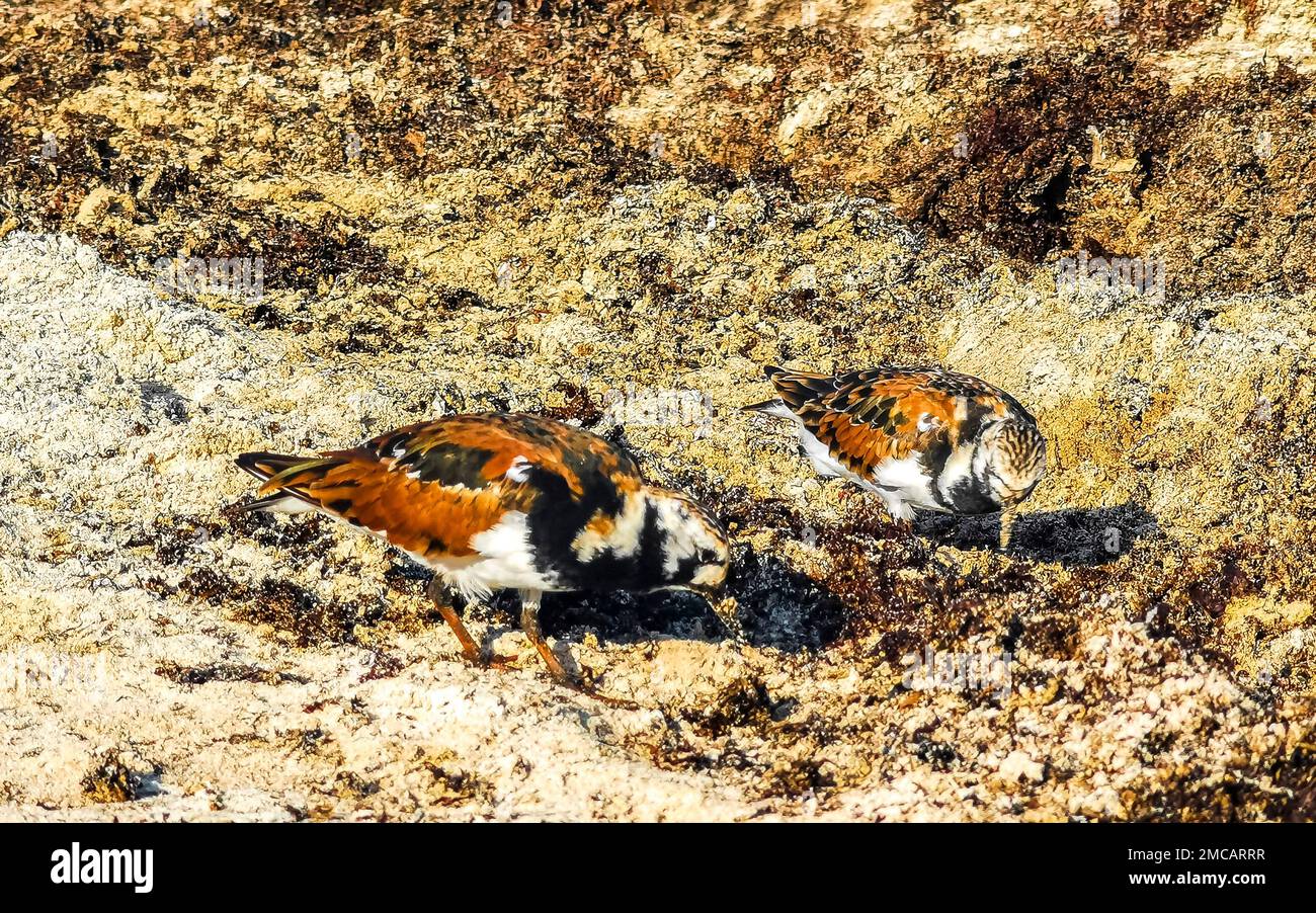 Sandpiper snipe sandpipers male female bird birds eating disgusting ...