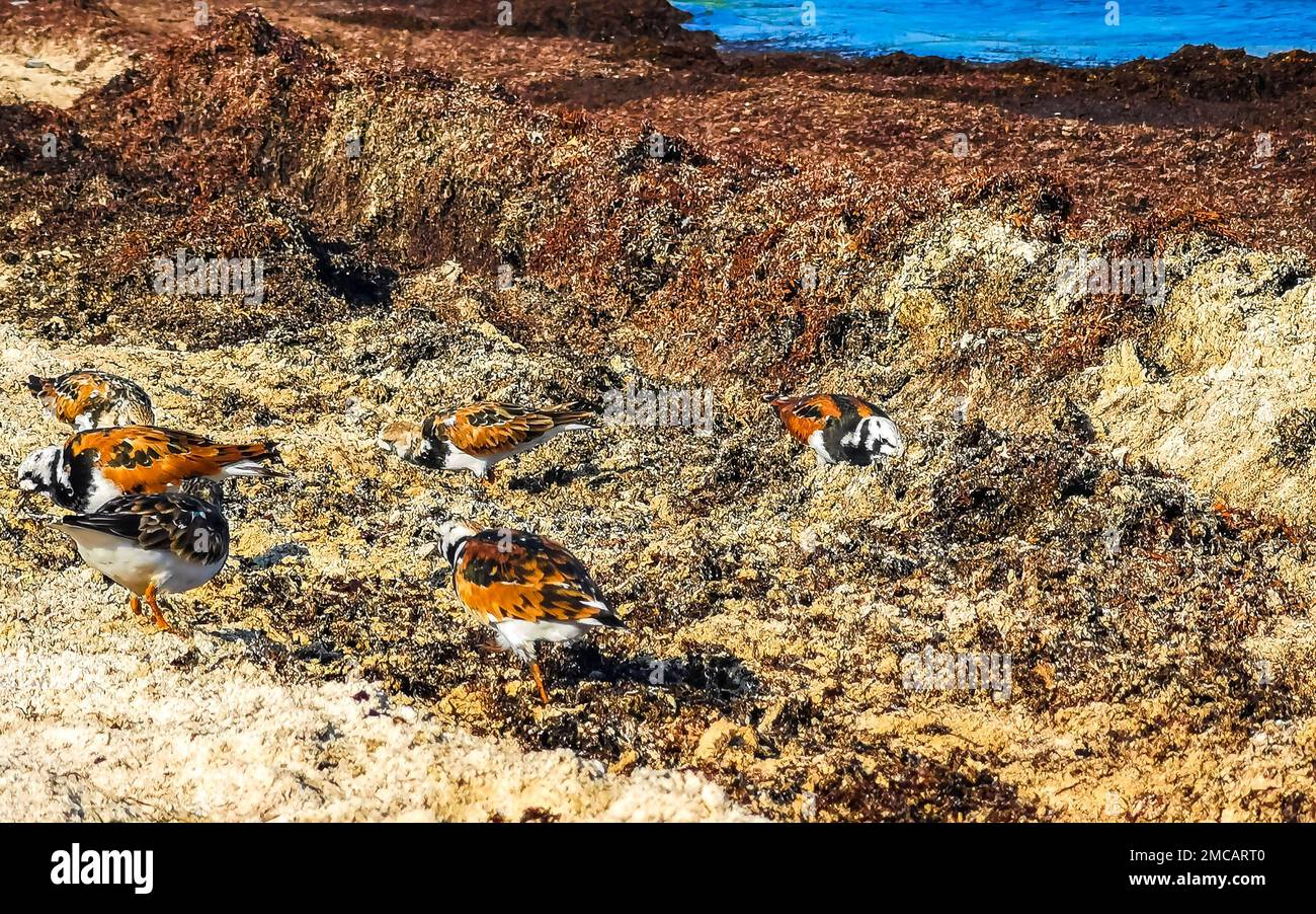 Sandpiper snipe sandpipers male female bird birds eating disgusting ...