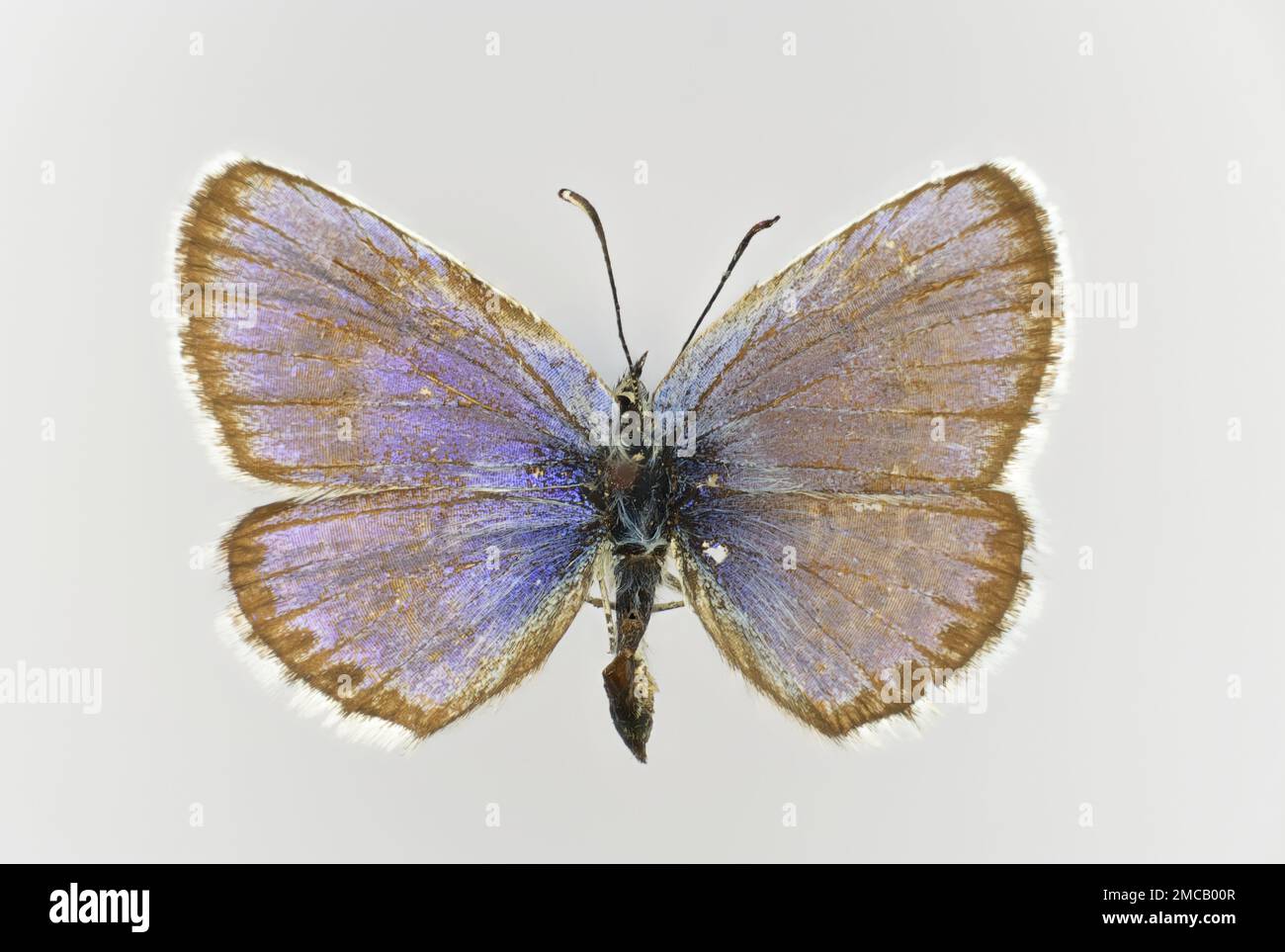 Northern blue, Plebejus idas (family Lycaenidae), a butterfly, 50 years ...
