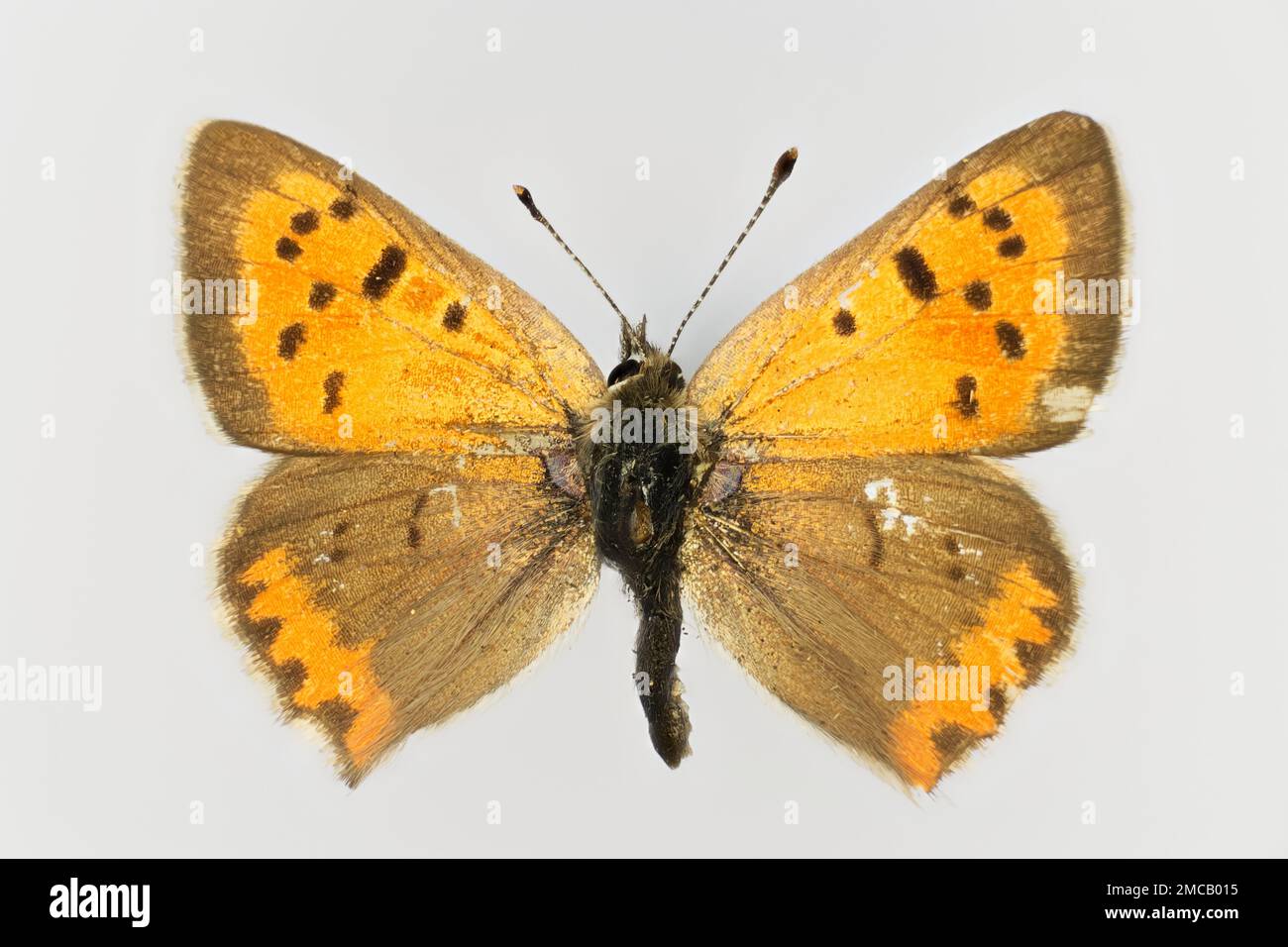 The small copper, Lycaena phlaeas, (family Lycaenidae), a butterfly ...