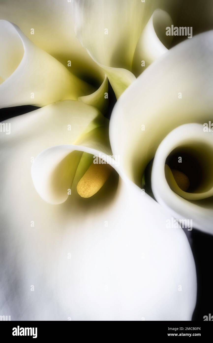 Calla lily lilies hi-res stock photography and images - Alamy