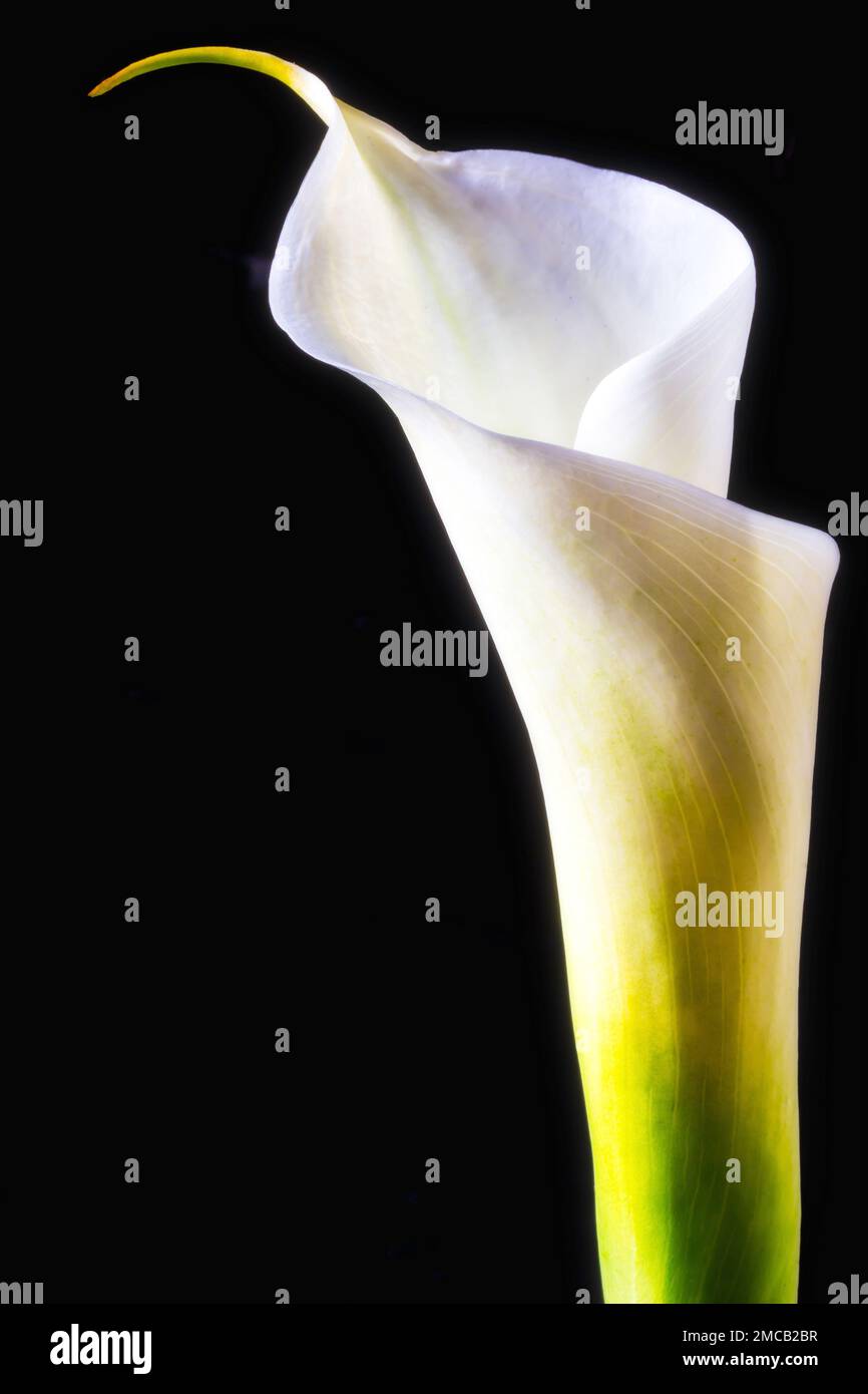 Calla liliy hi-res stock photography and images - Alamy