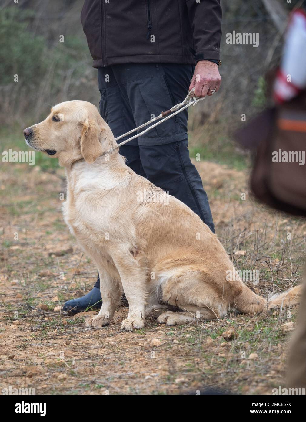 Golden Retriever purebred dog sitting on a leash next to his owner ...