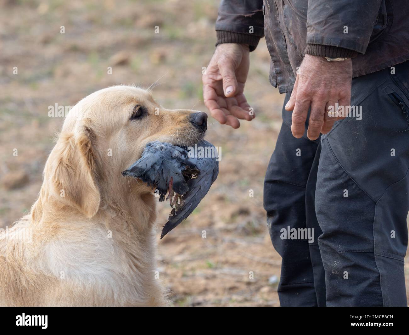 Golden Retriever delivering his game recovered from the field to the ...