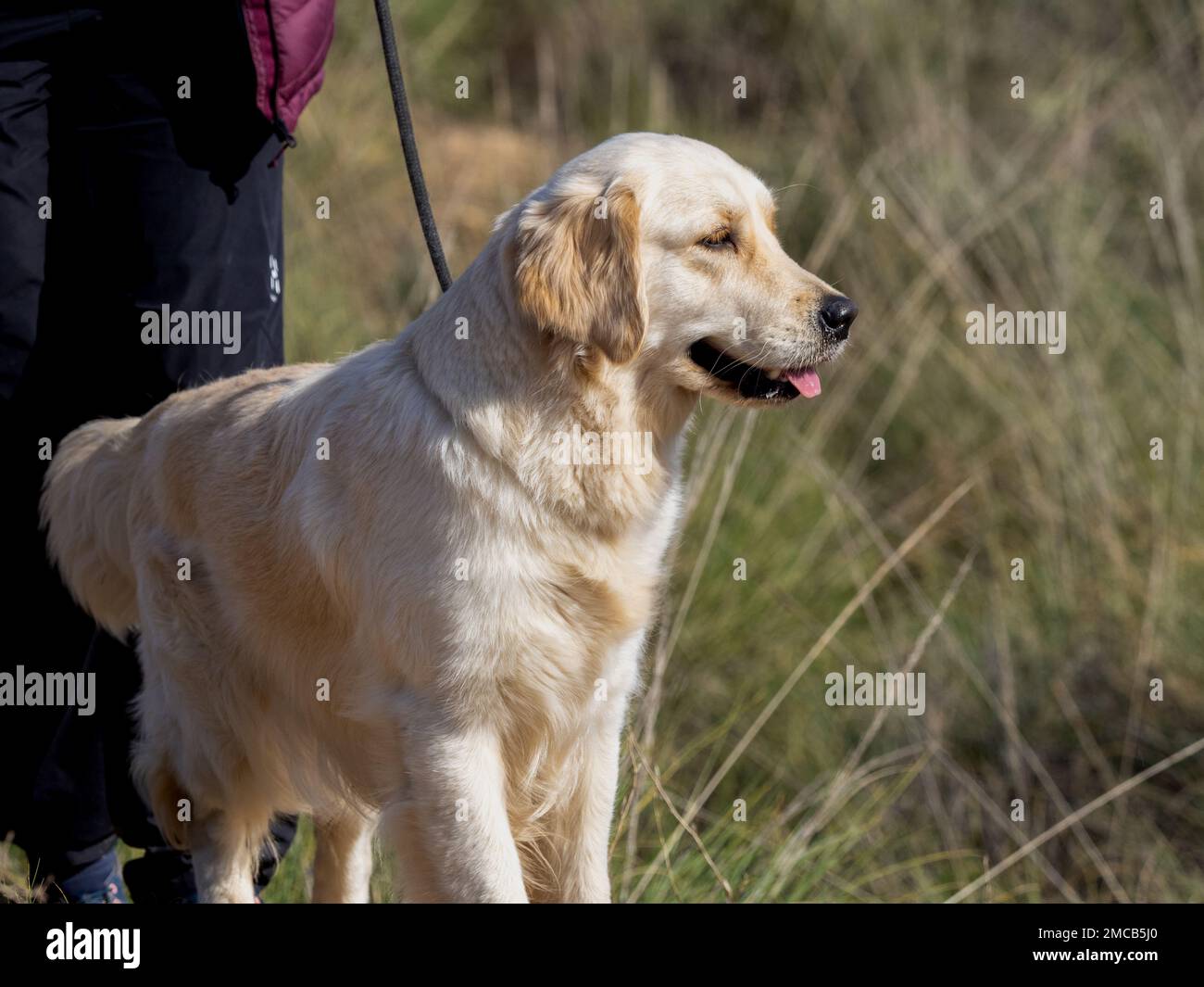Head portrait of Golden Retriever purebred dog next to his owner Stock ...
