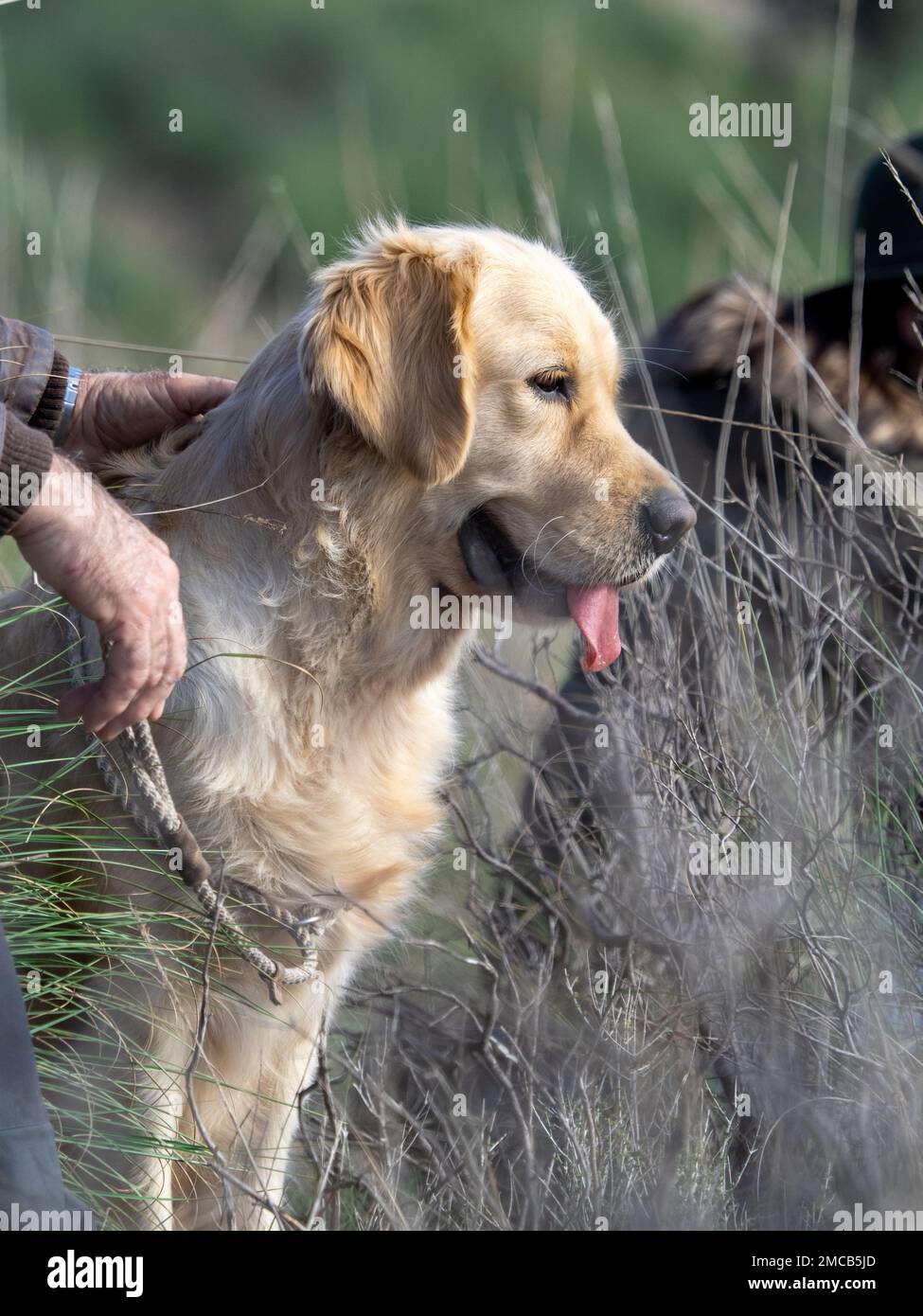 Head portrait of Golden Retriever dog next to his owner holding hands ...