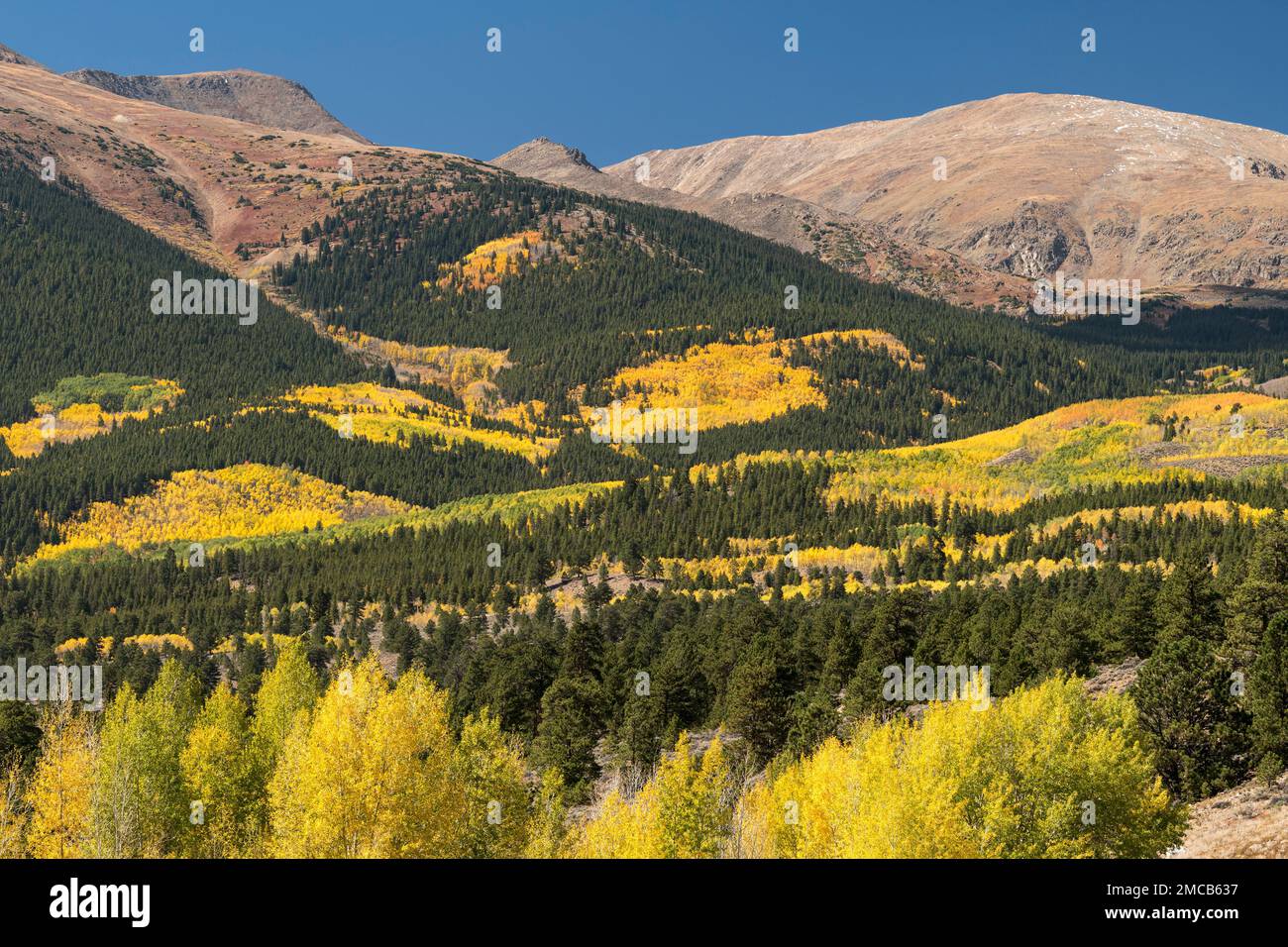 Mosquito Mountain Range in the early fall with colorful changing aspen ...