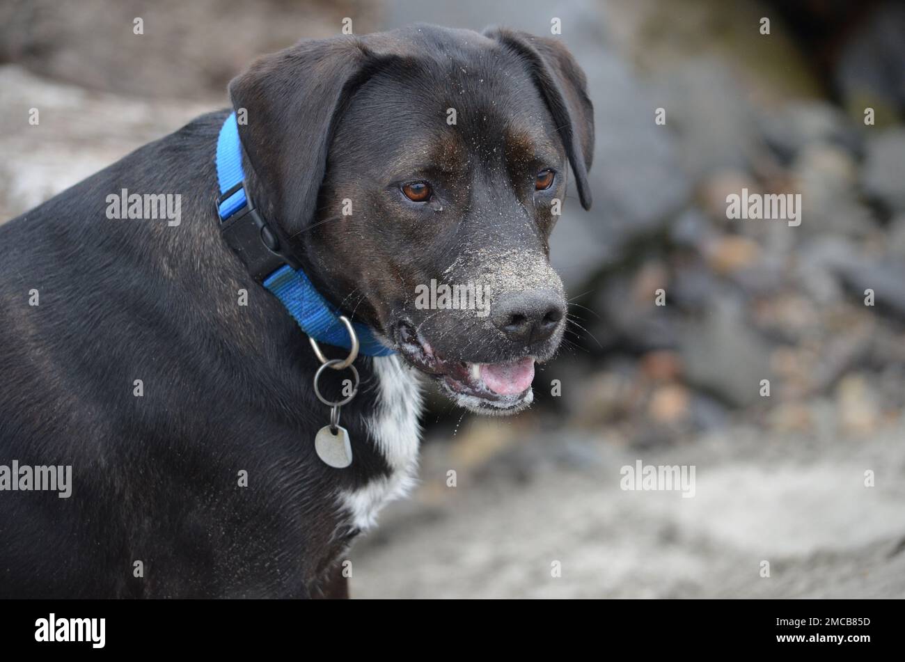 A black Labrador Pitbull mix dog playing on the beach with a sandy nose ...
