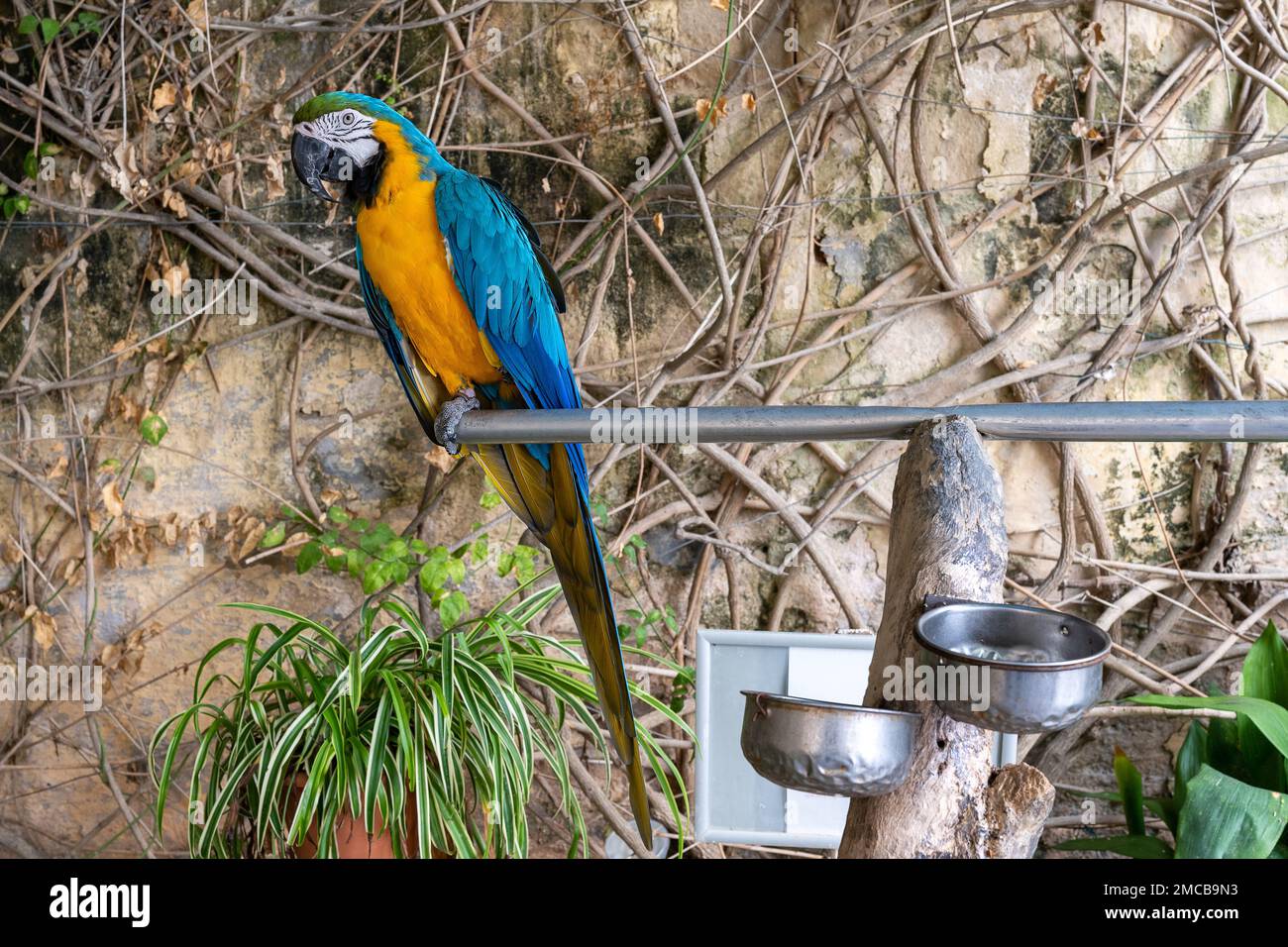 A blue-yellow macaw parrot sits on a branch by the entrance to museum ...