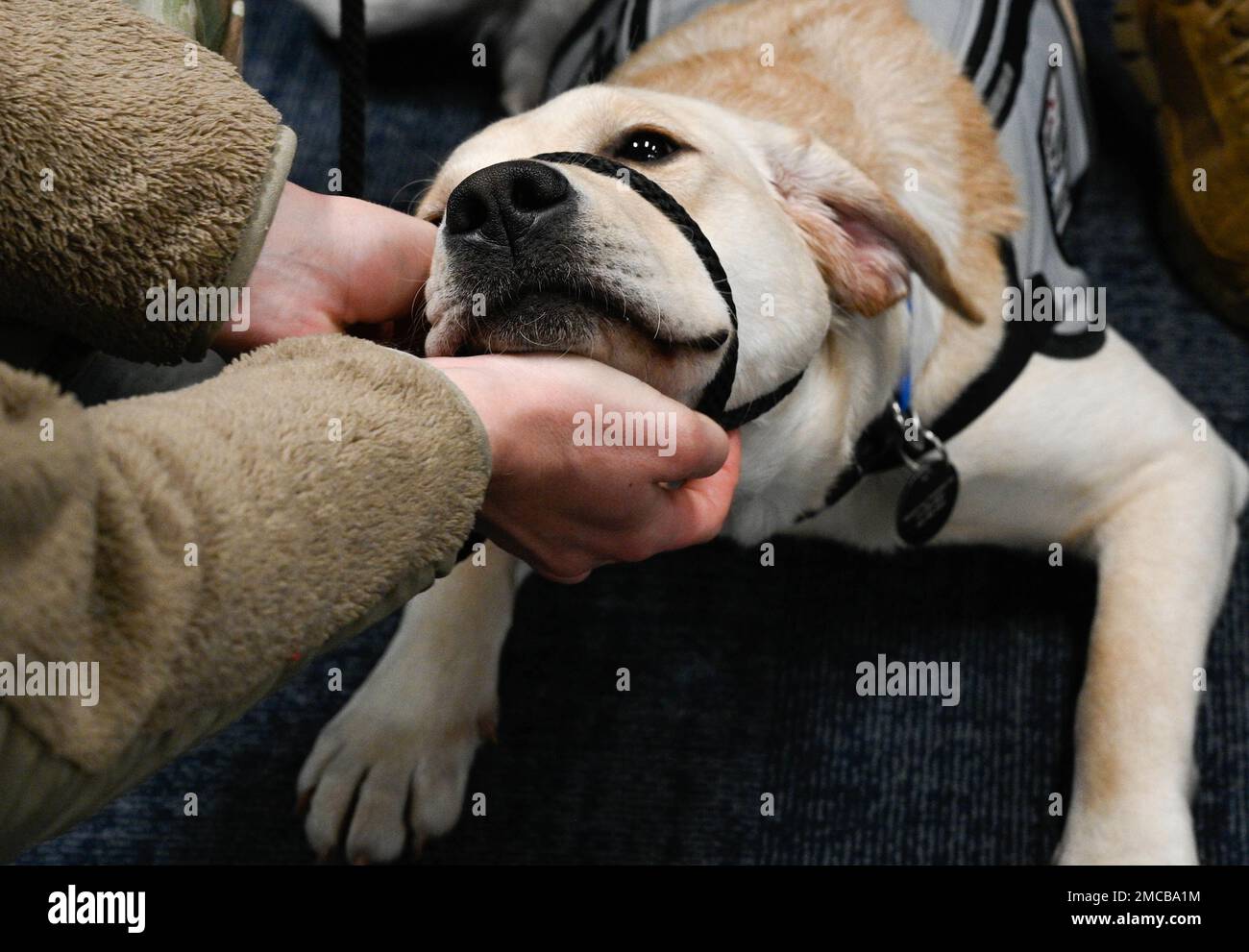 Cider, Retrieving Freedom Inc. service dog in-training, visited with ...