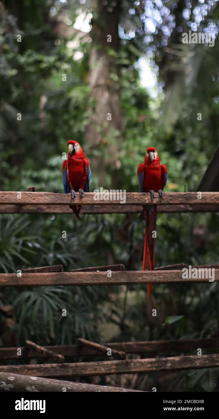 A vertical of a pair of red Macaws perched next to each other on a ...