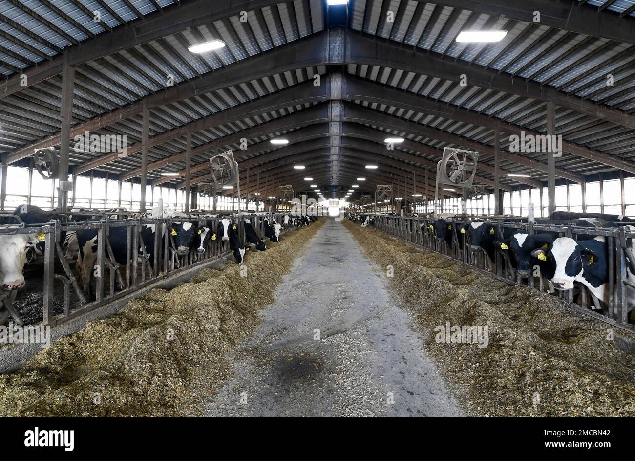 Dairy Cows housed in barn at the Welcome Stock Farms Tuesday, Jan. 25 ...