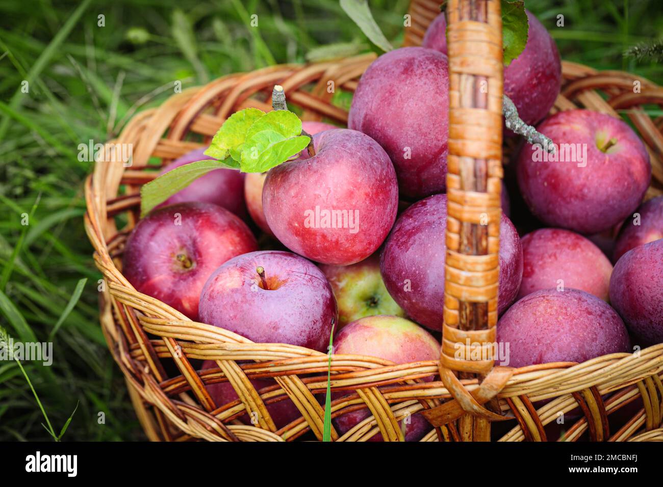 Harvesting ripe red apples basket hi-res stock photography and images ...