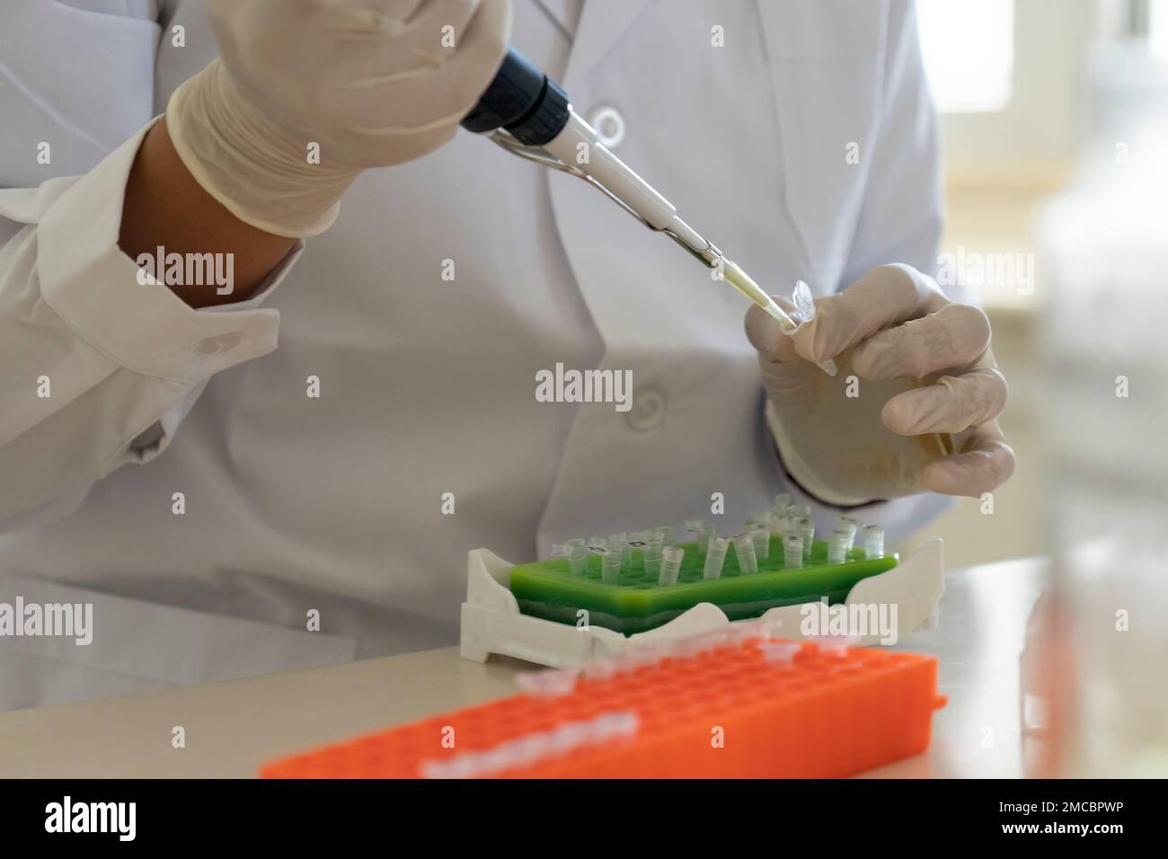 Scientist using micropipette transfer sample into micro well plate ...