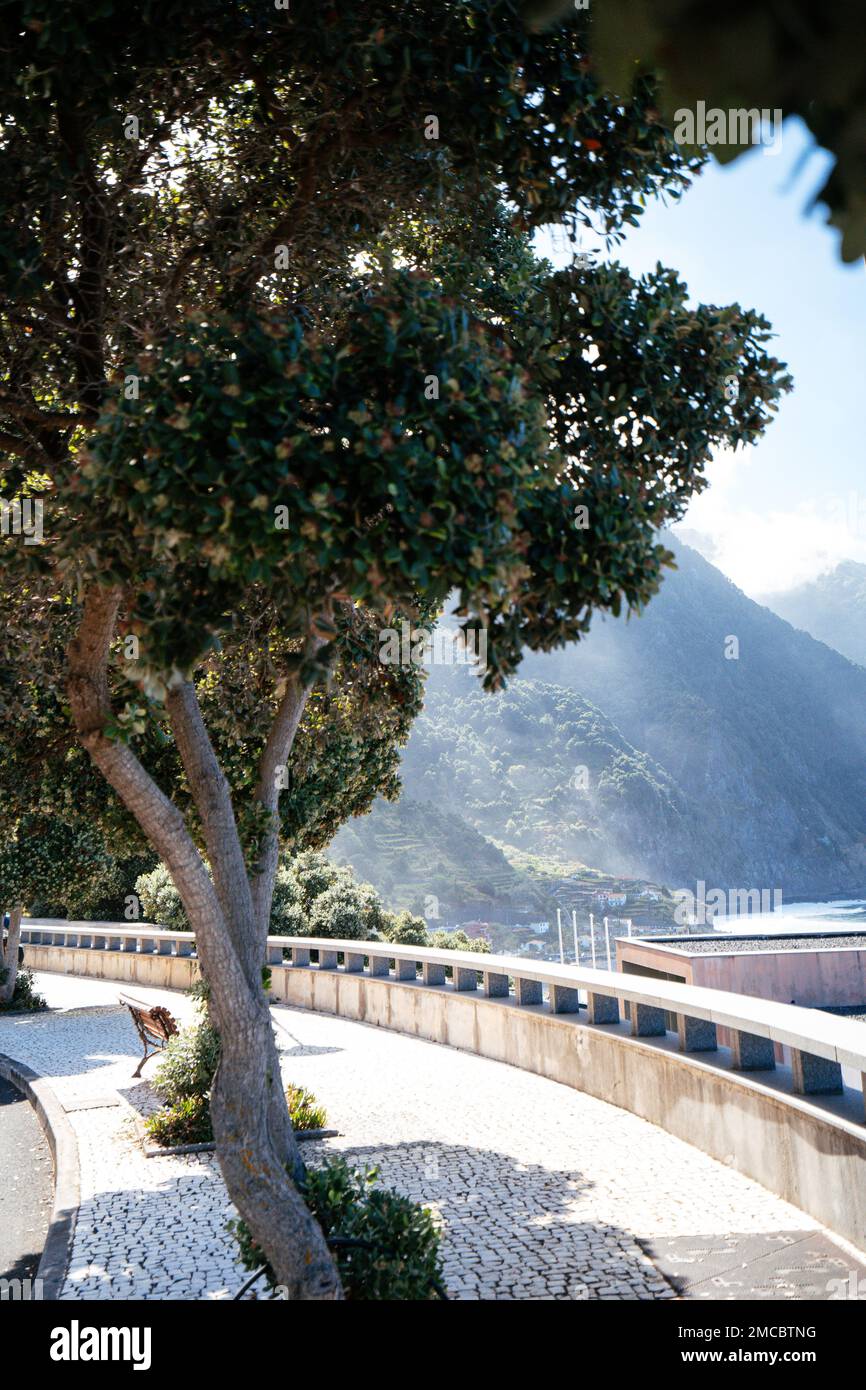 Trees in Seixal, Madeira Stock Photo - Alamy