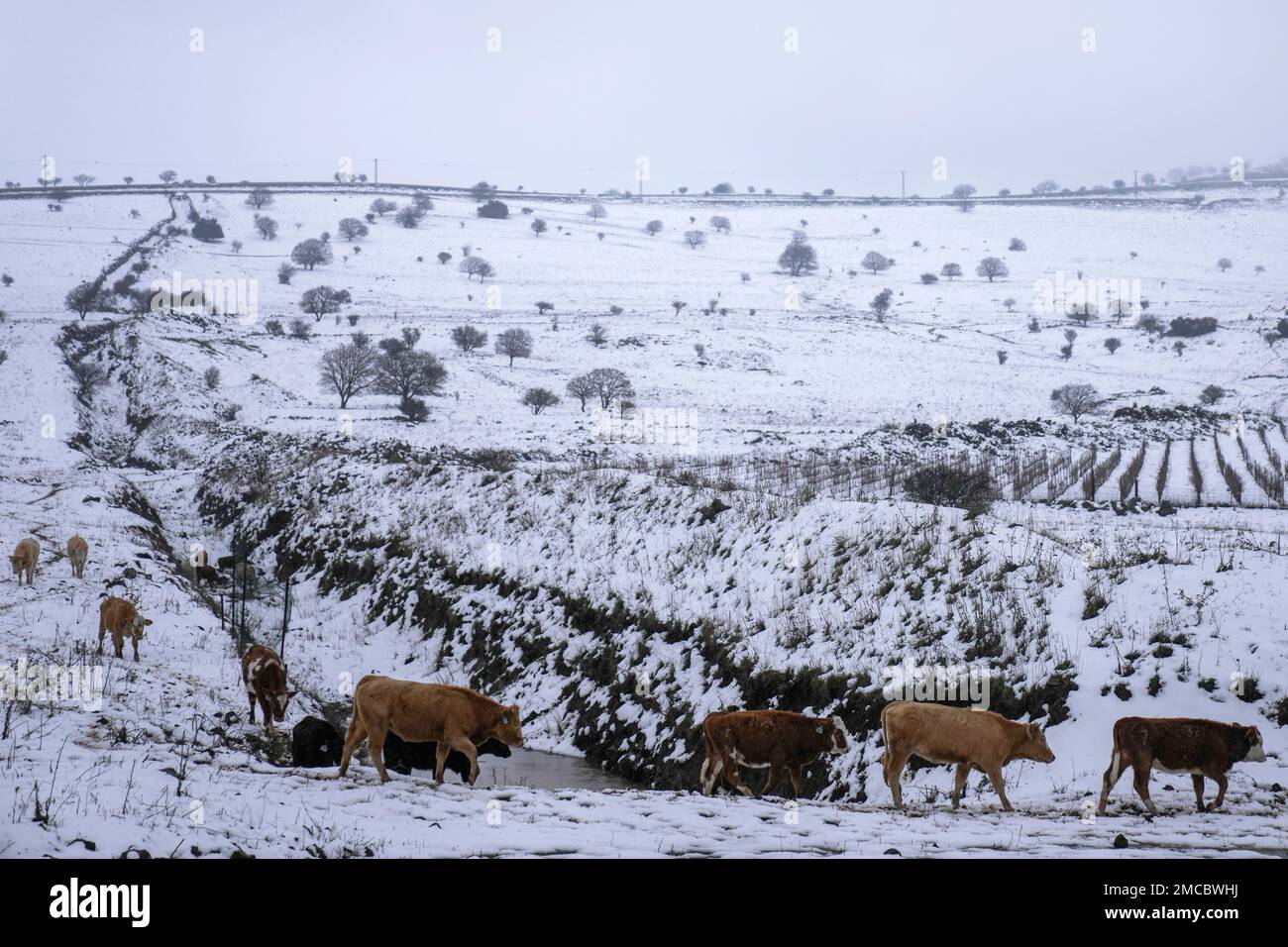 Cows walk in a snow covered field in the Israeli-controlled Golan ...