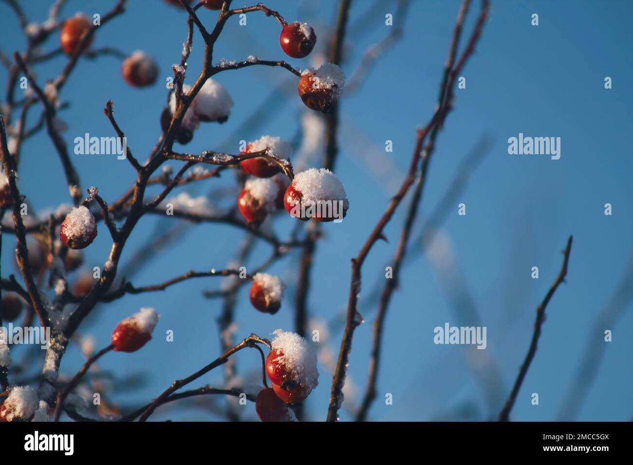 Flocked branches hi-res stock photography and images - Alamy