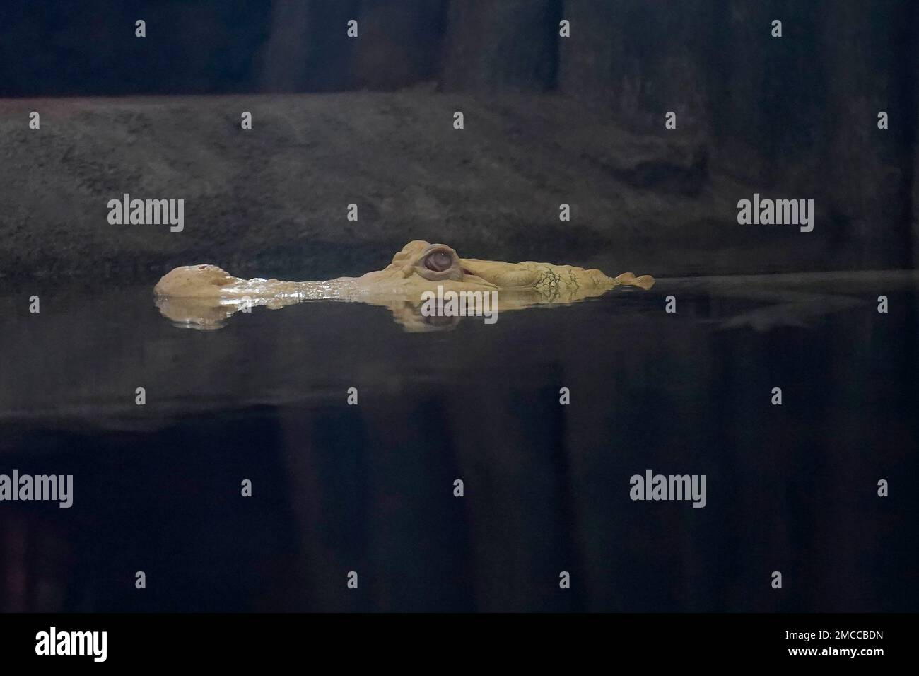 Claude, an albino alligator, is shown at the California Academy of ...
