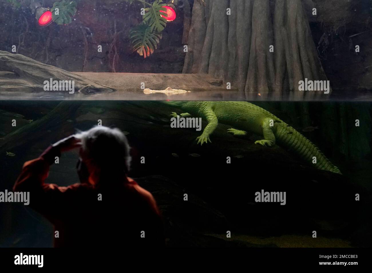 Claude, an albino alligator, is shown at the California Academy of ...