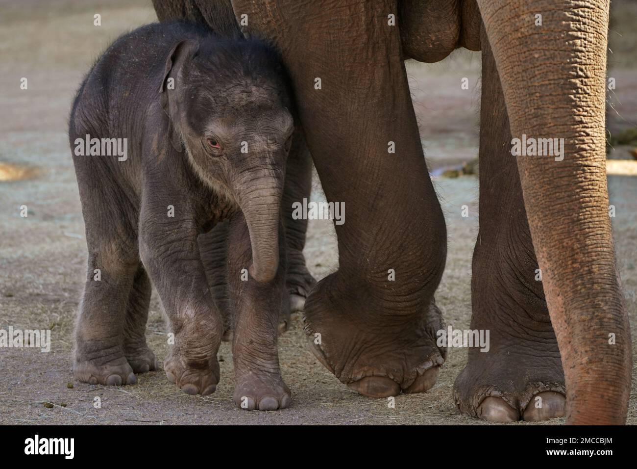 Four-day-old endangered Asian Elephant Rama walks with his mother, Asha ...