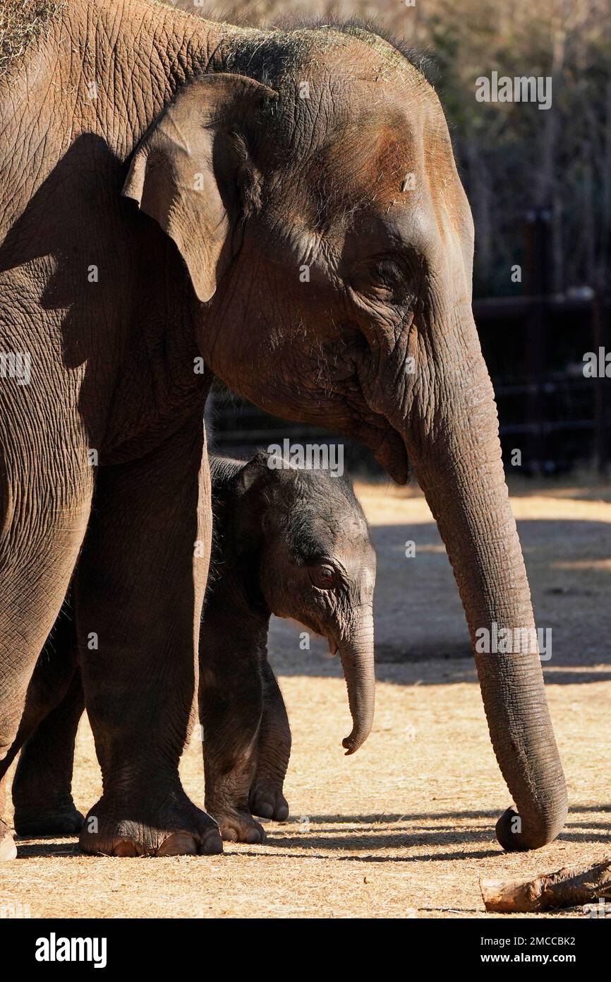 Four-day-old endangered Asian Elephant Rama walks with his mother, Asha ...