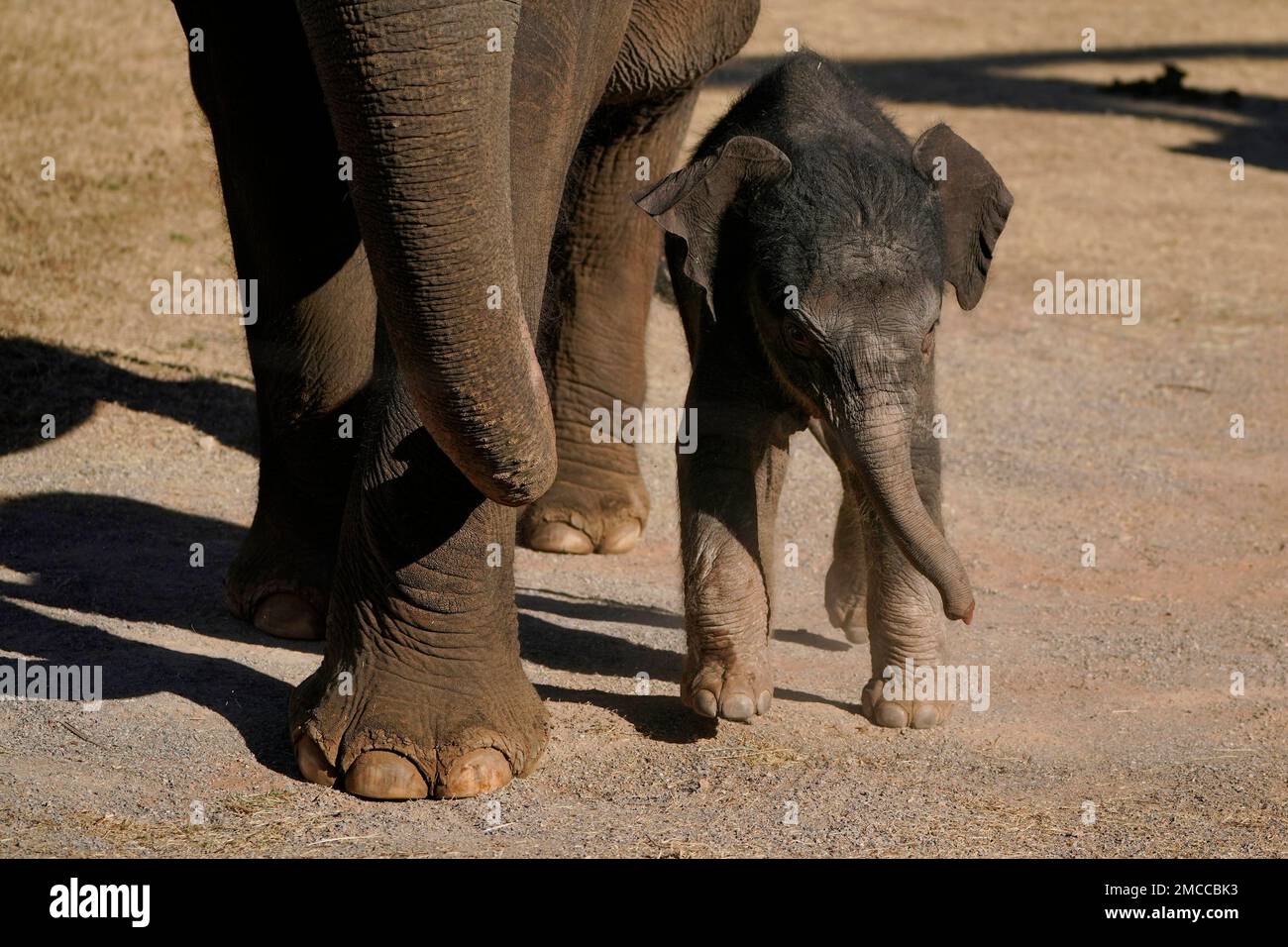 Four-day-old endangered Asian Elephant Rama walks with his mother, Asha ...