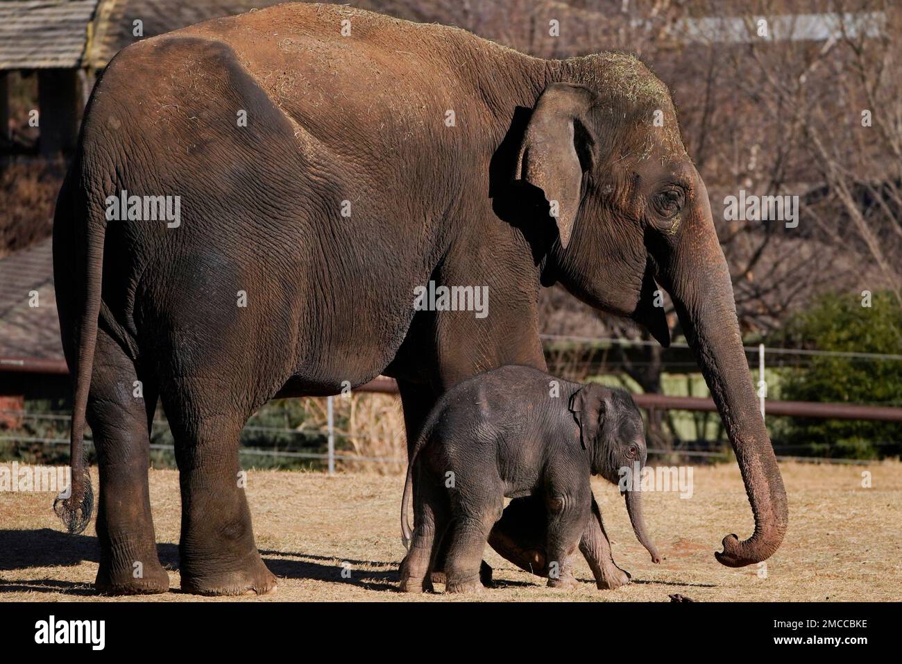 Four-day-old endangered Asian Elephant Rama walks with his mother, Asha ...