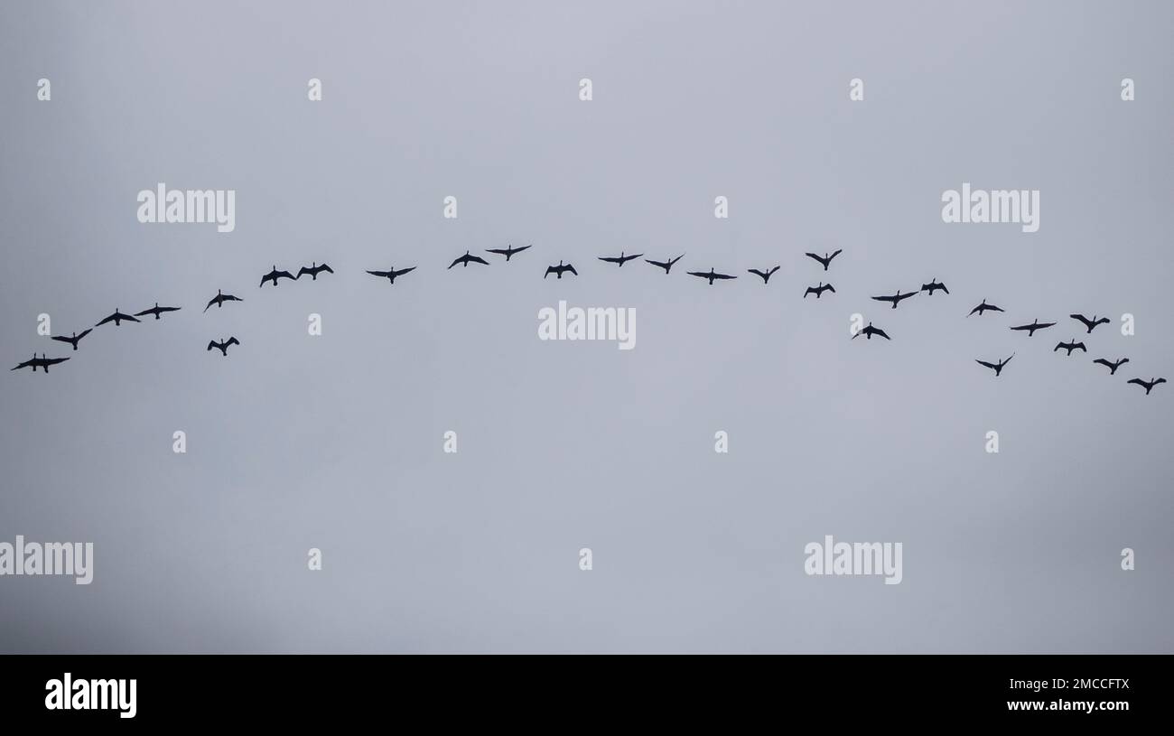 Migratory birds fly over in Srinagar, Indian controlled Kashmir, Monday ...