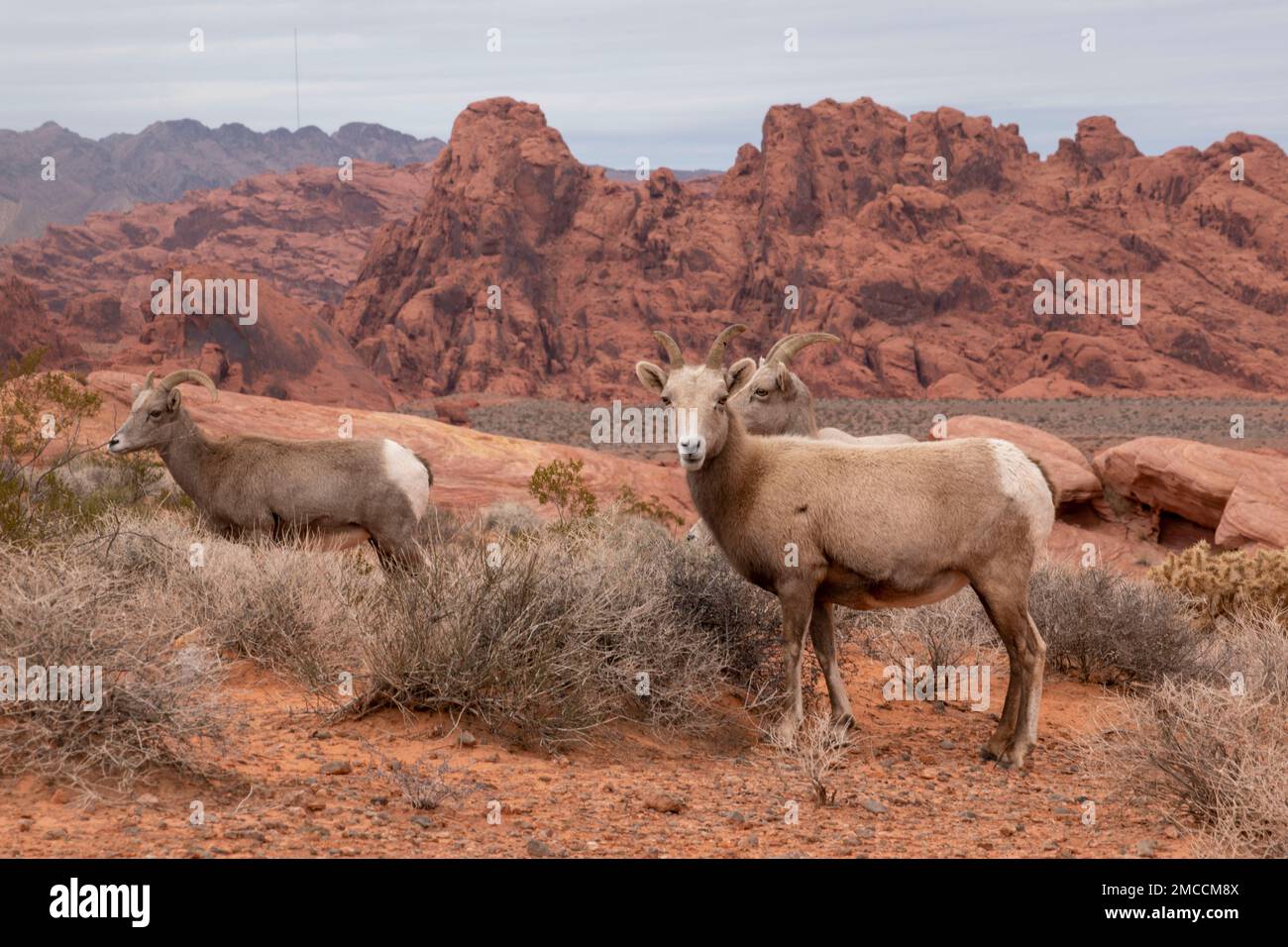 Herds of bighorn sheep live in Valley of Fire State Park, NV, USA Stock ...