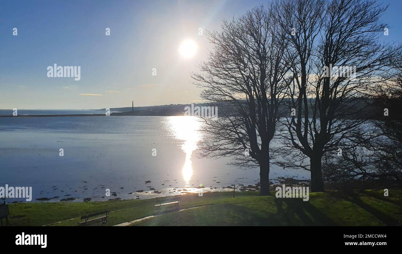 Two lakeside trees with leafless extensive branches captured against ...