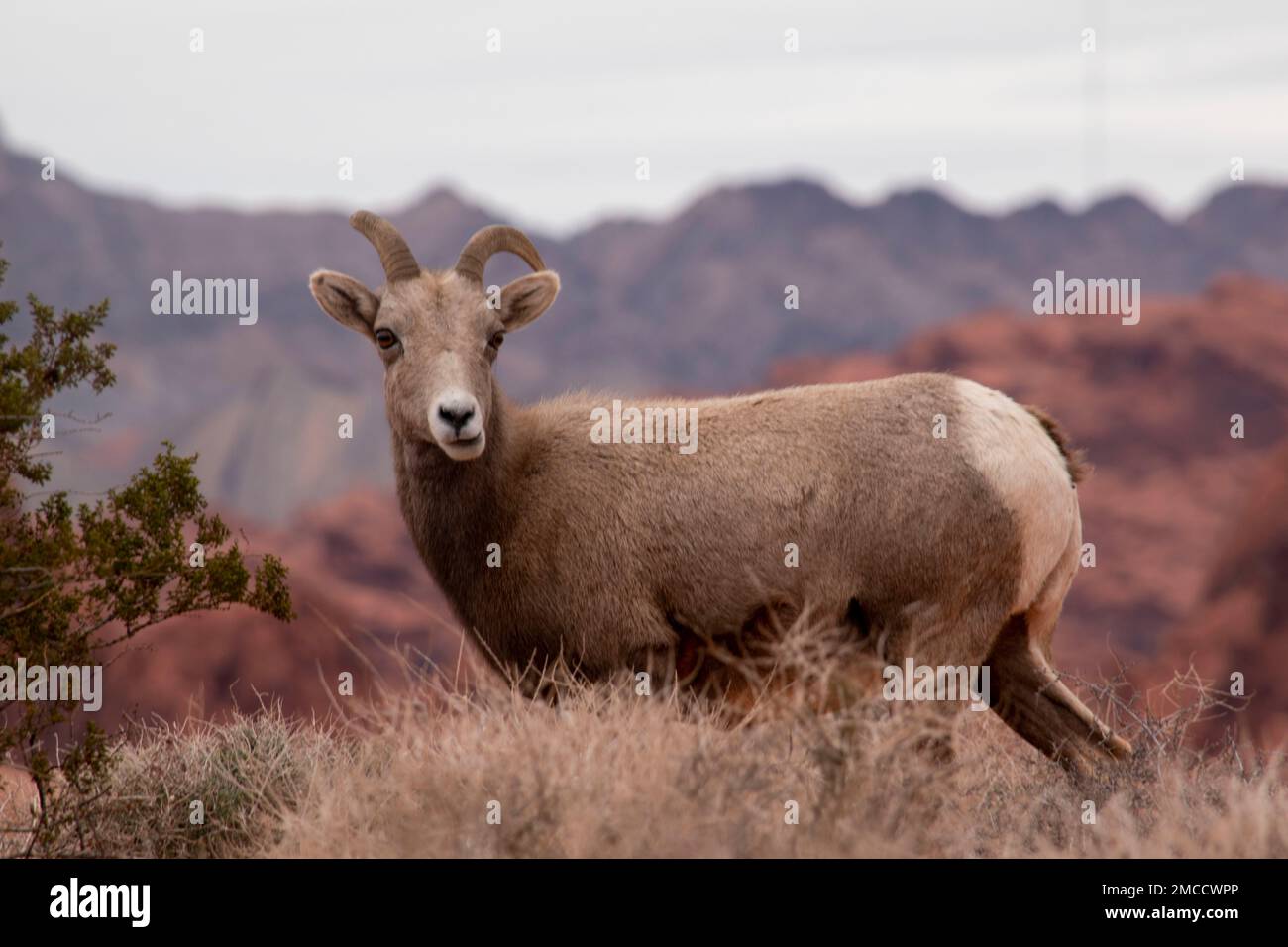 Herds of bighorn sheep live in Valley of Fire State Park, NV, USA Stock ...