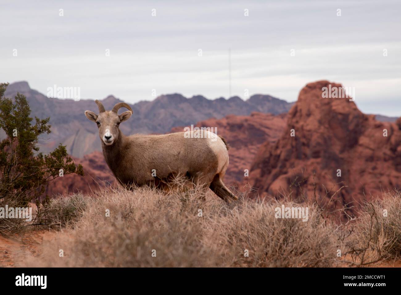 Herds of bighorn sheep live in Valley of Fire State Park, NV, USA Stock ...