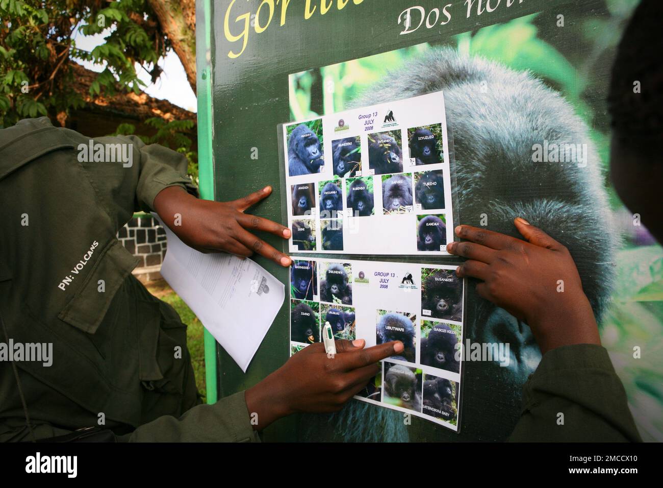 Virunga National Park Mountain Gorilla Rangers with Dancers in Rwanda ...