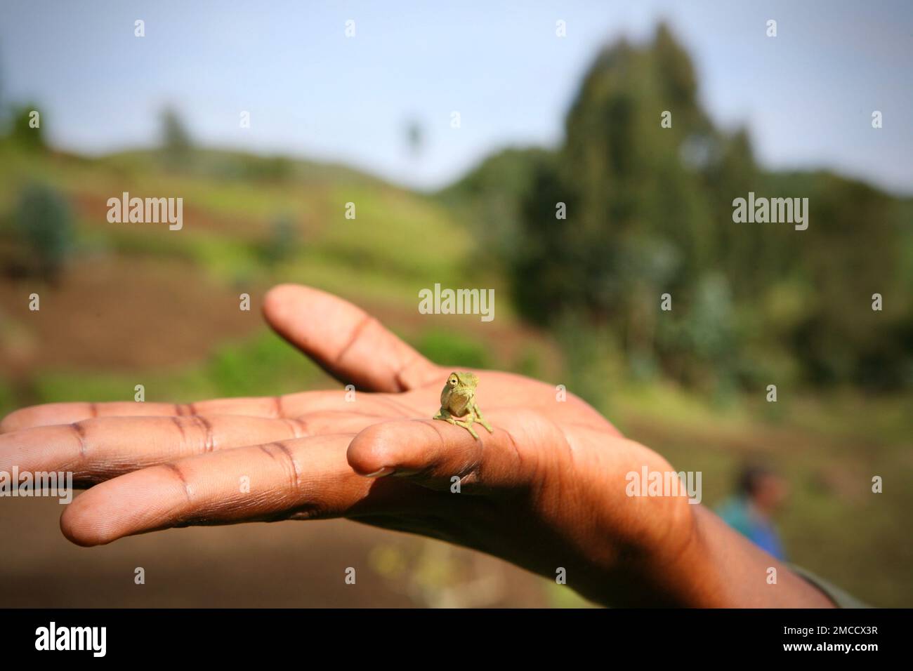 Virunga National Park Mountain Gorilla Rangers with Dancers in Rwanda ...